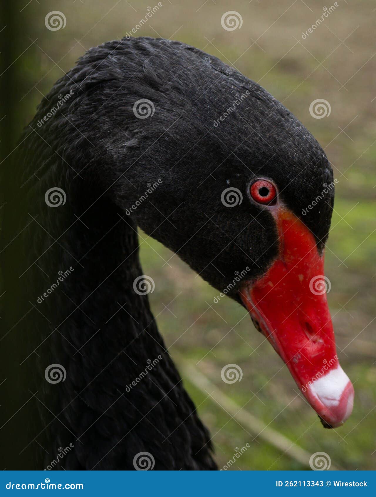 Vertical Shot of a Black Swan with a Red Beak and Red Eyes Stock Image - Image of closeup, wings ...