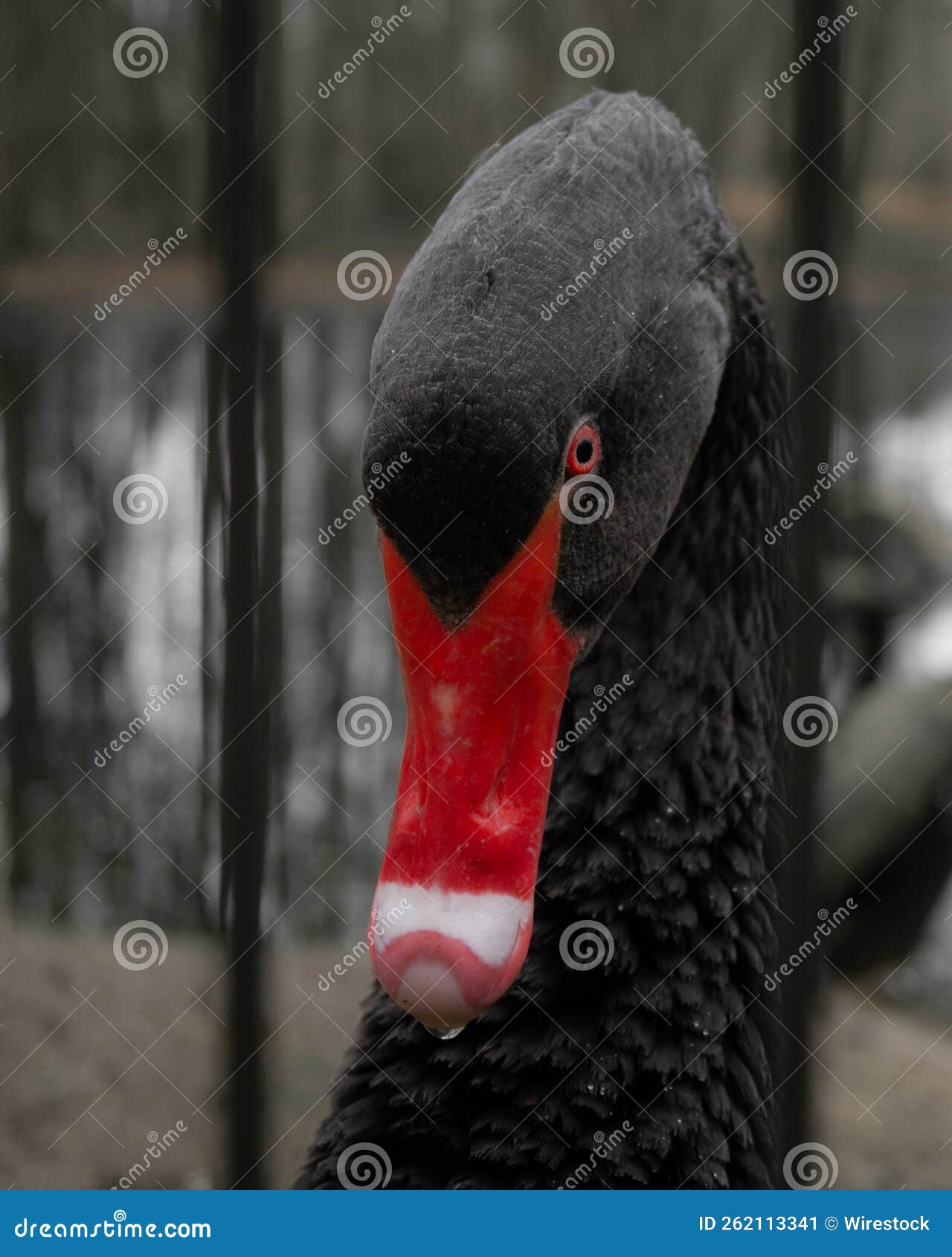 Vertical Shot of a Black Swan with a Red Beak and Re Stock Image - Image of fauna, nature: 262113341