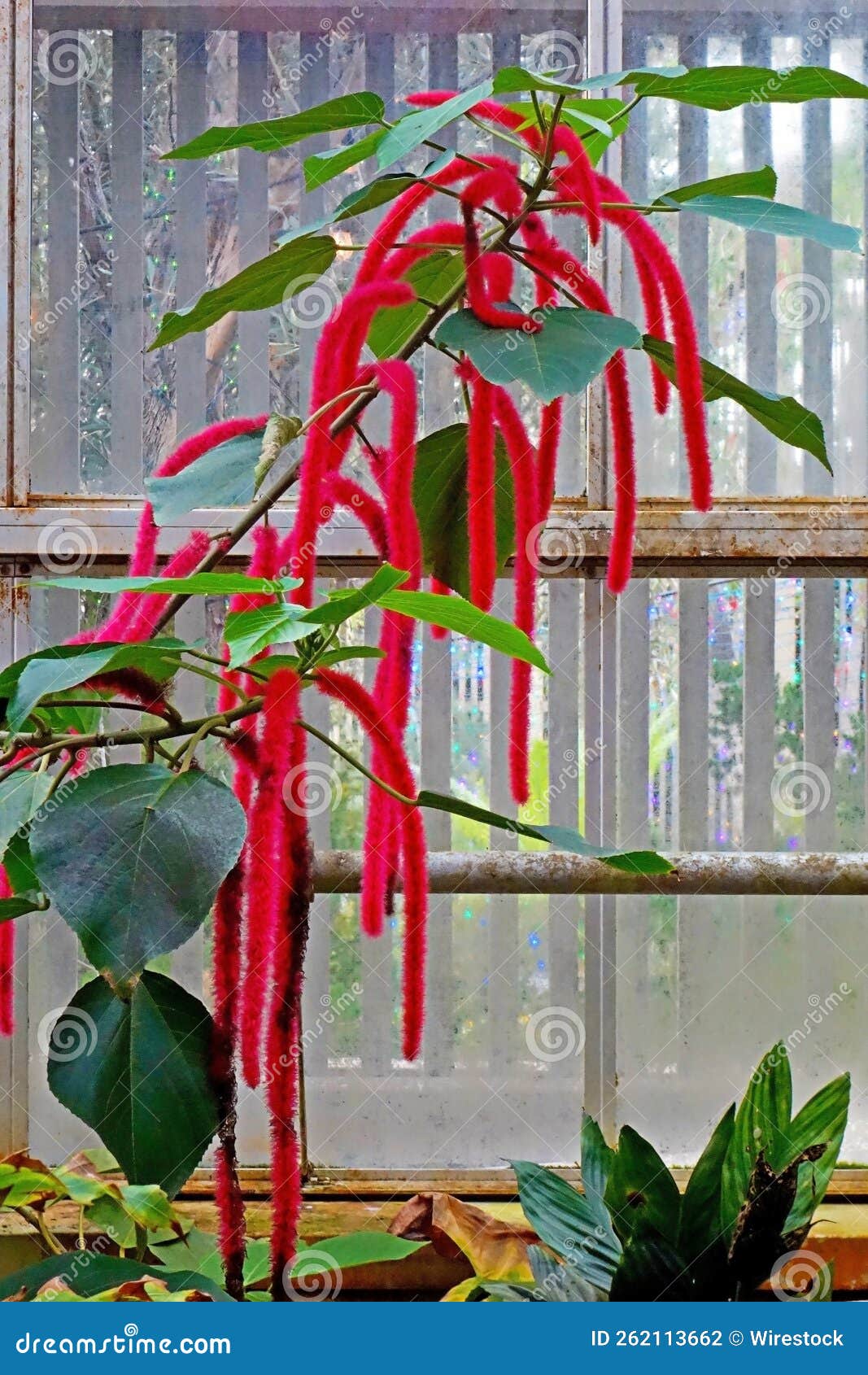 Vertical Shot of a Blooming Akalifa Stock Photo - Image of park ...
