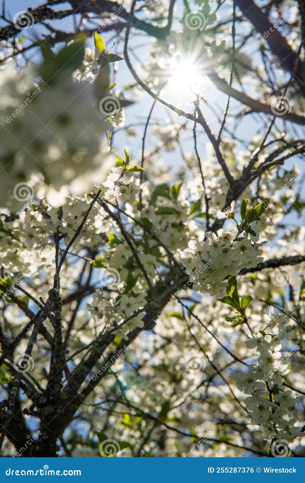 Vertical Shot of Blooming Blossom Tree Branches Under the Sun Stock ...