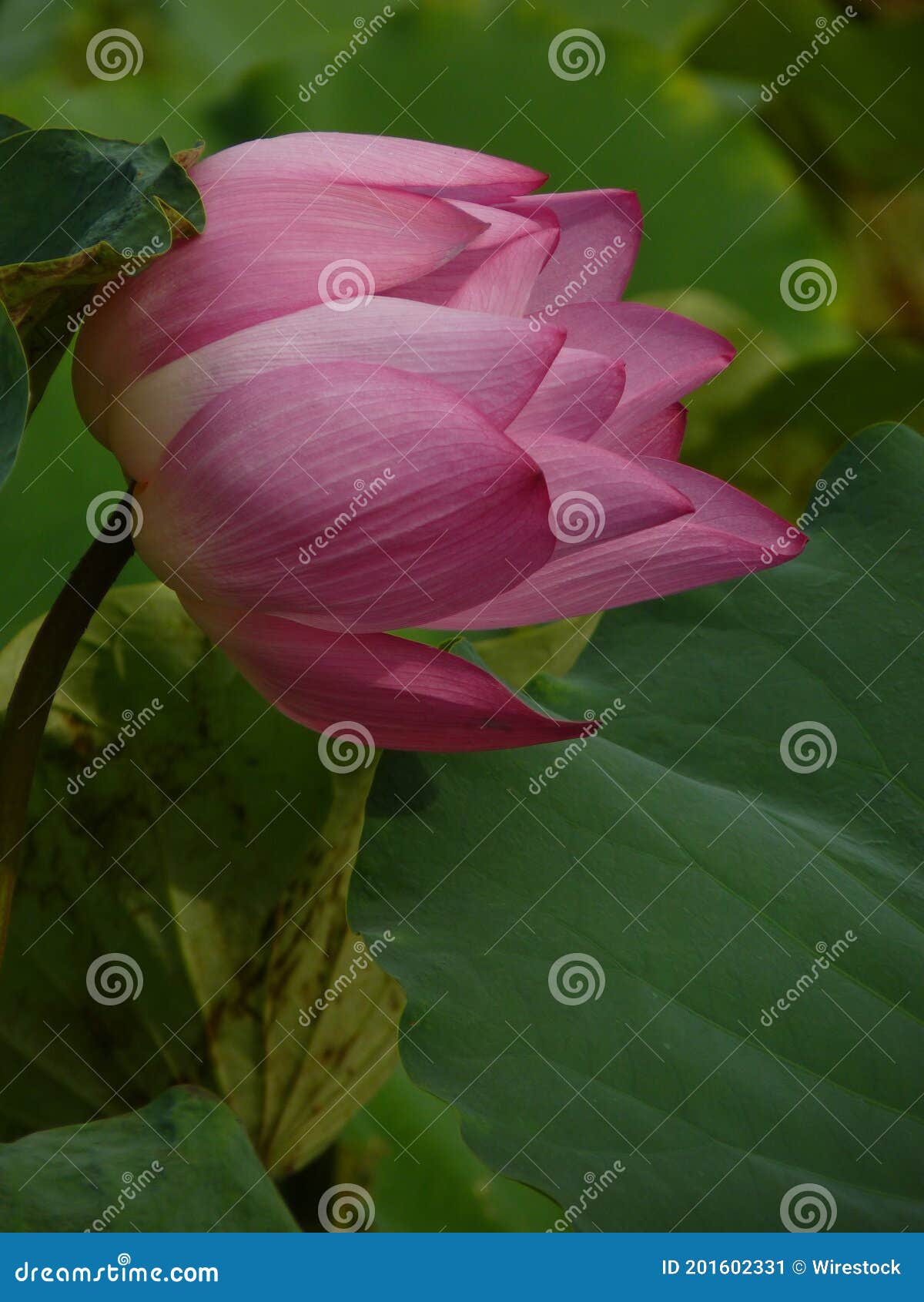 Vertical Shot of a Blooming Lotus Flower in the Greenery Stock Image ...