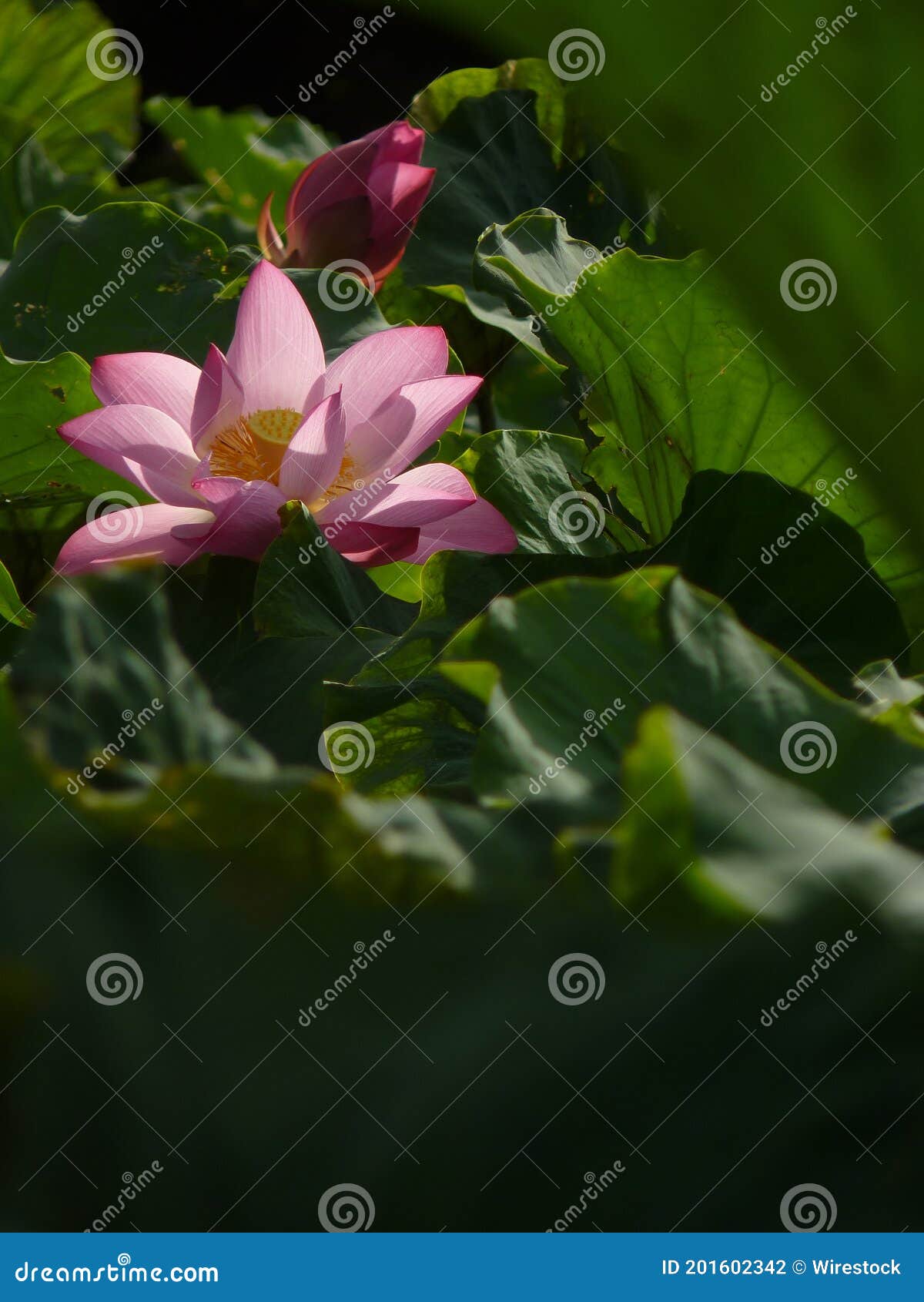 Vertical Shot of a Blooming Lotus Flower in the Greenery Stock Photo ...
