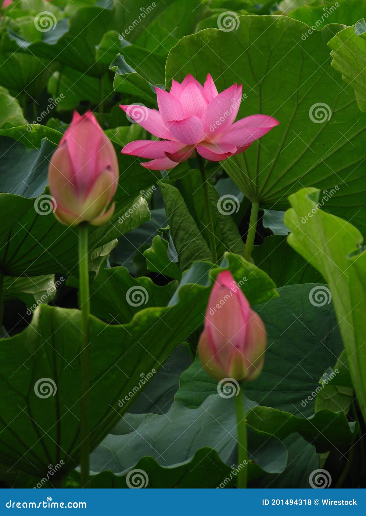 Vertical Shot of Blooming Lotus Flowers Stock Photo - Image of beauty ...