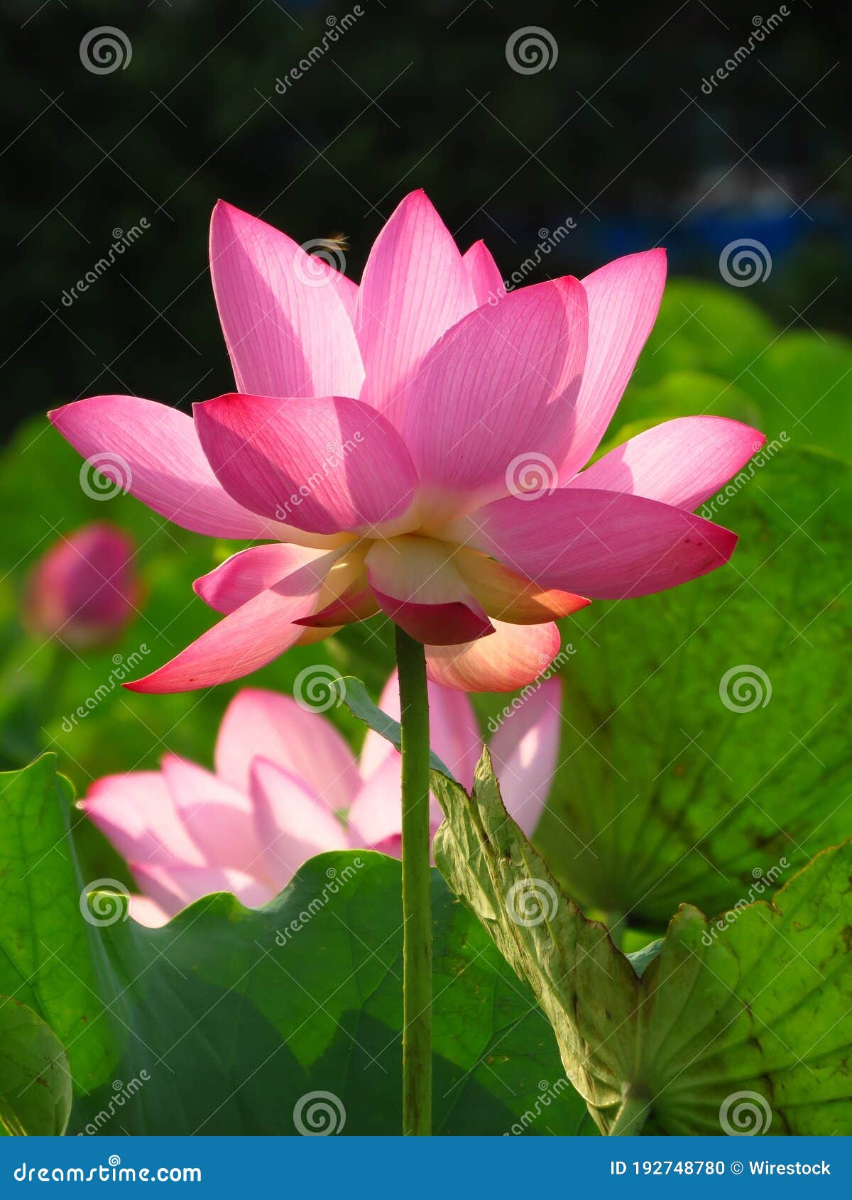 Vertical Shot of a Blooming Pink Lotus Flower Stock Photo - Image of ...