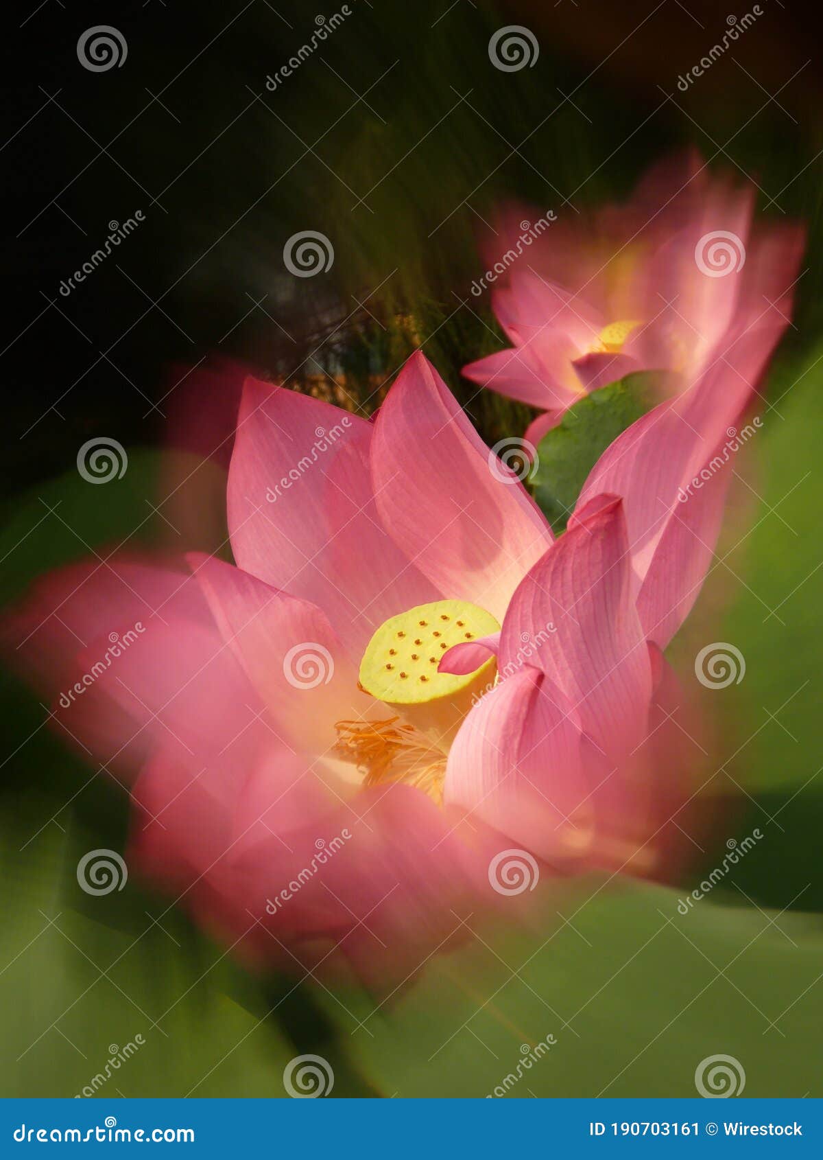 Vertical Shot of Blooming Pink Lotus Flowers in the Greenery Stock ...