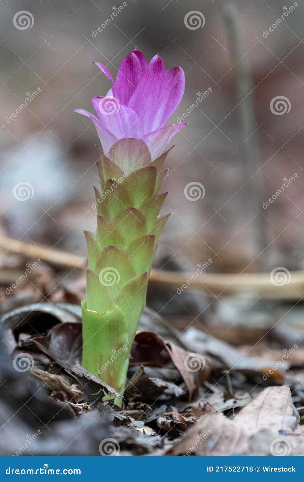 Vertical Shot of a Blooming Turmeric Flower Stock Photo - Image of ...