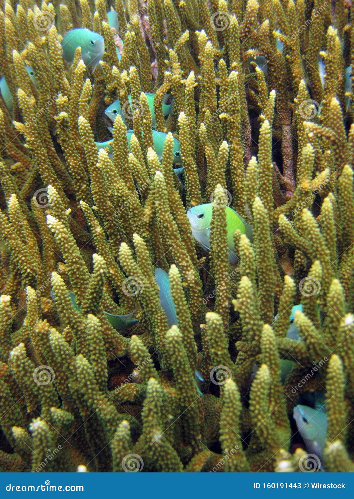 Vertical Shot of Blue Fish among Coral Reefs Stock Image - Image of ...