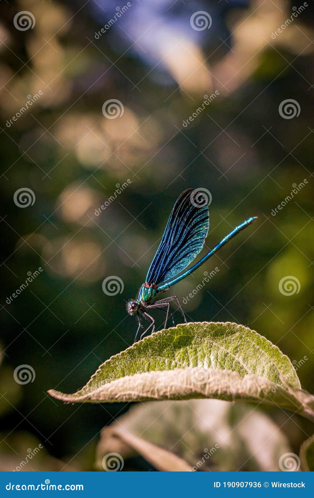 Vertical Shot of a Blue Net-winged Insect Sitting on a Leaf Stock Photo ...
