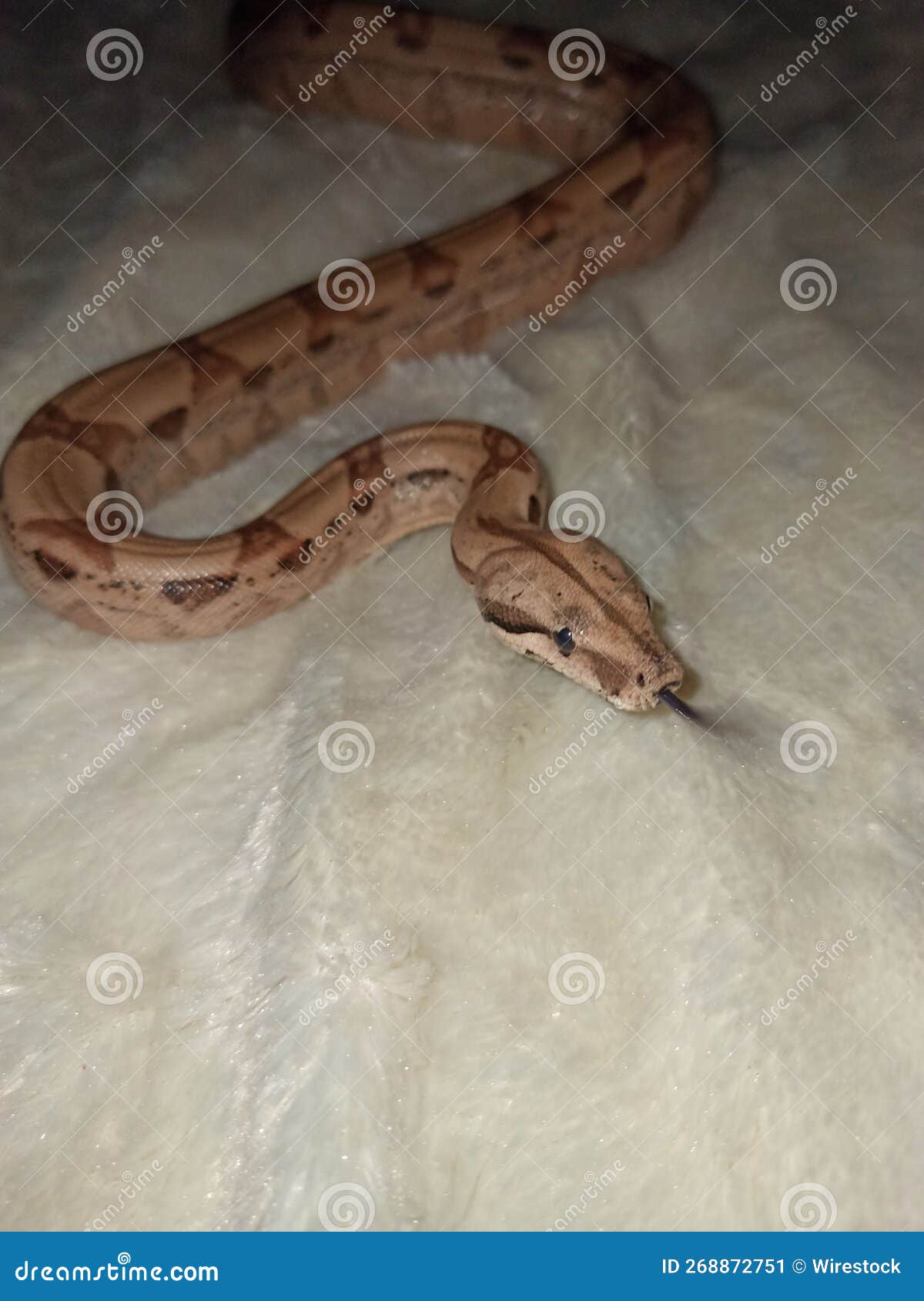 Vertical Shot of a Boa Constrictor Imperator Snake Stock Image - Image ...