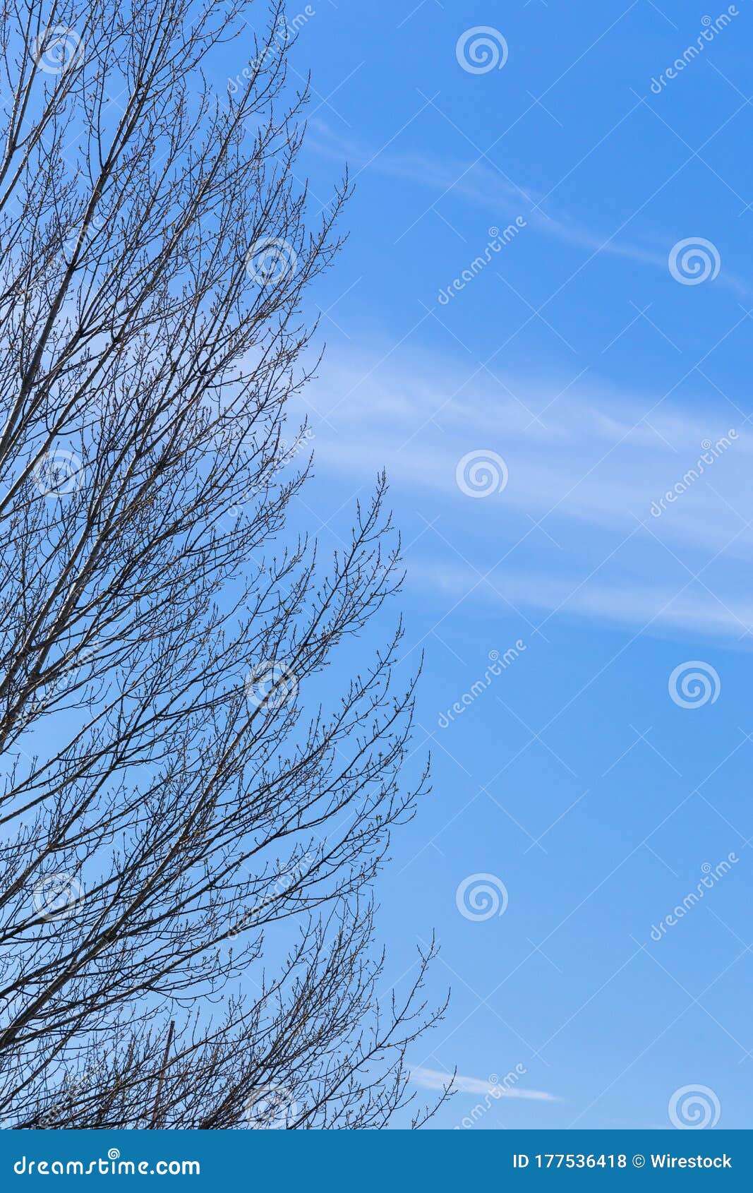 Vertical Shot of Bold Tree Branches and a Blue Sky Stock Photo - Image ...