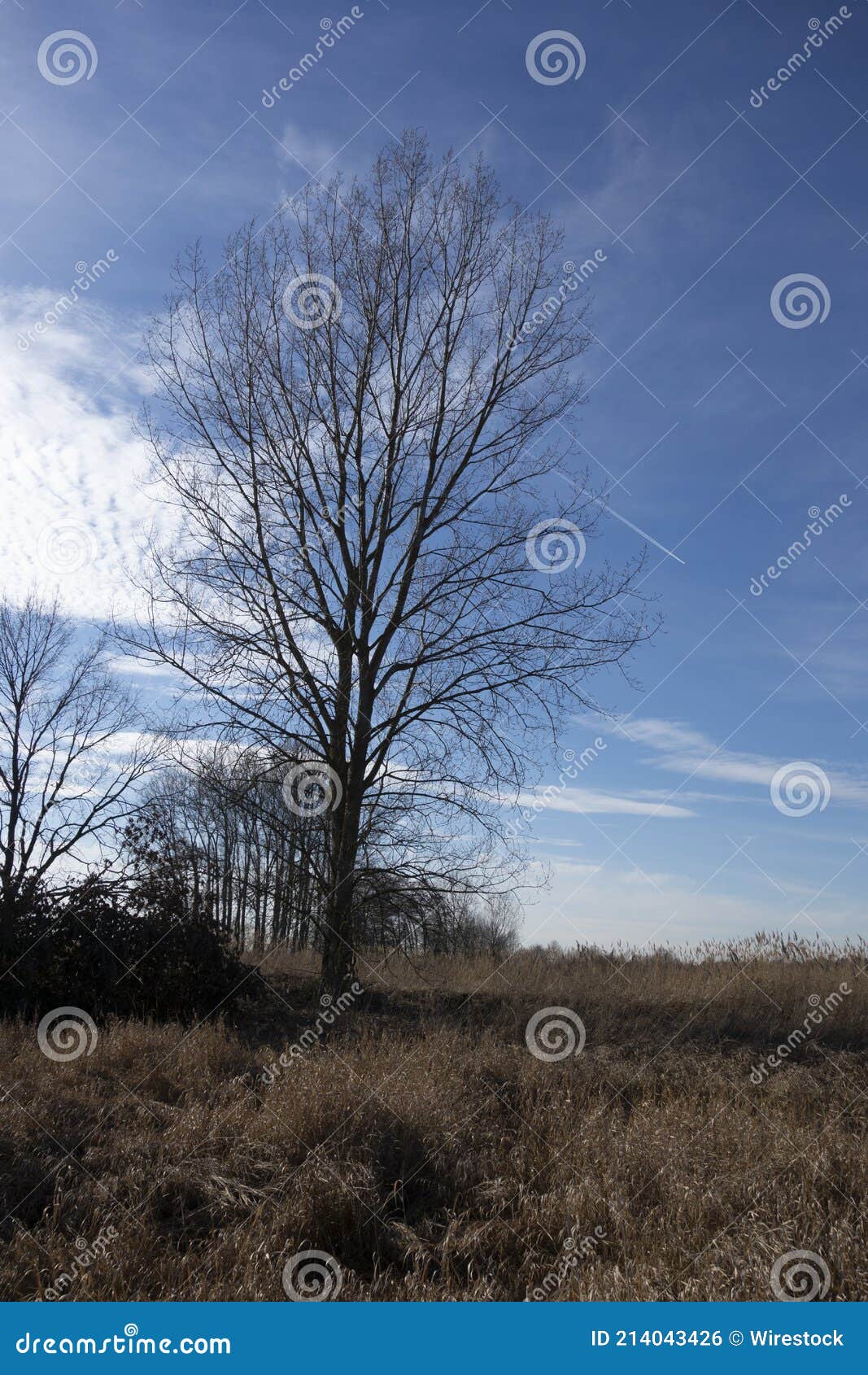 Vertical Shot of Bold Trees Growing in a Grass Field Stock Photo ...
