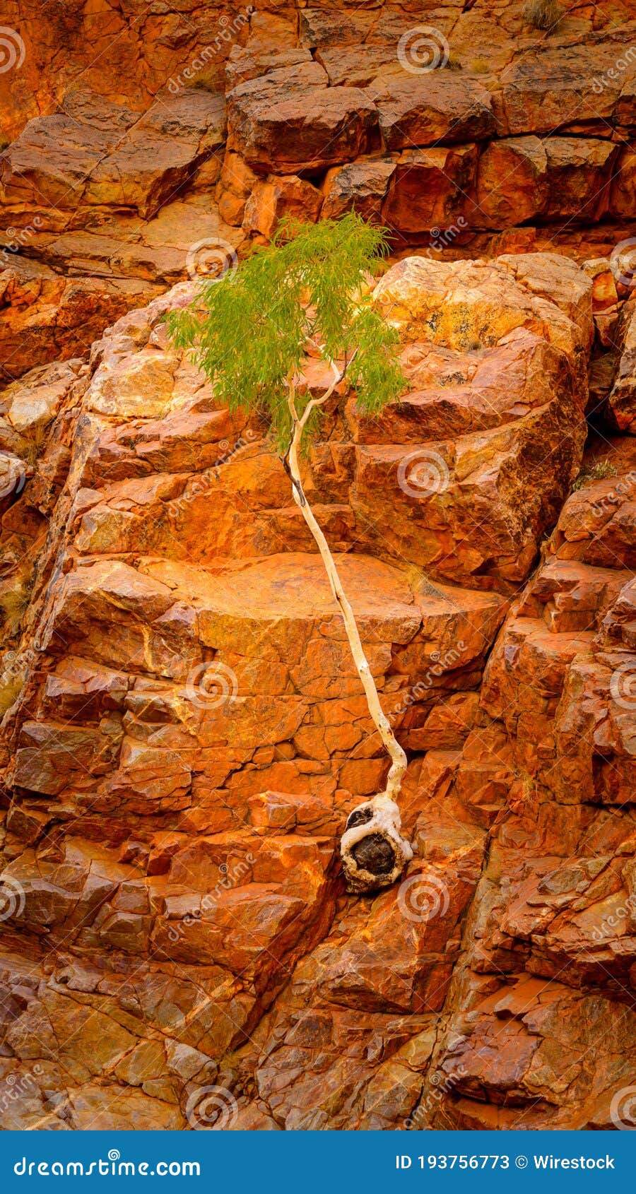 Vertical Shot of a Bonsai Tree Growing in a Cliff Stock Image - Image ...