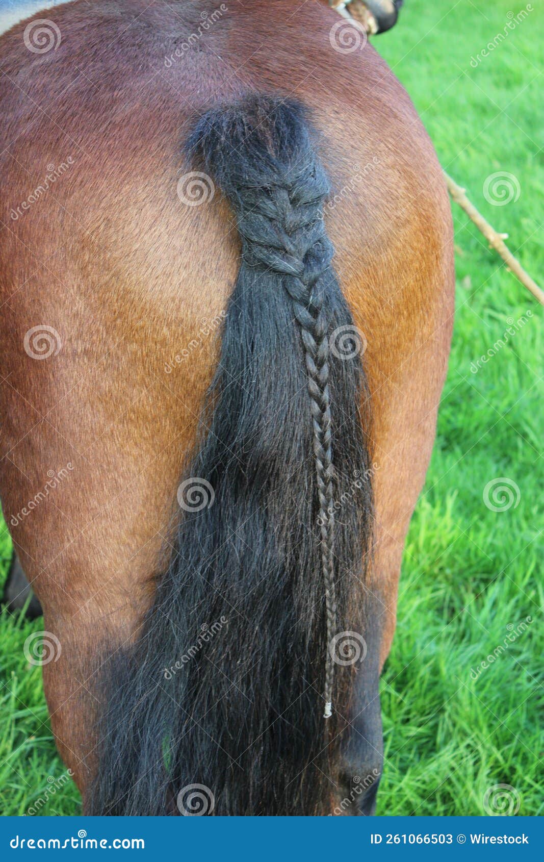 Vertical Shot of a Braided Horse Tail Stock Image - Image of back ...
