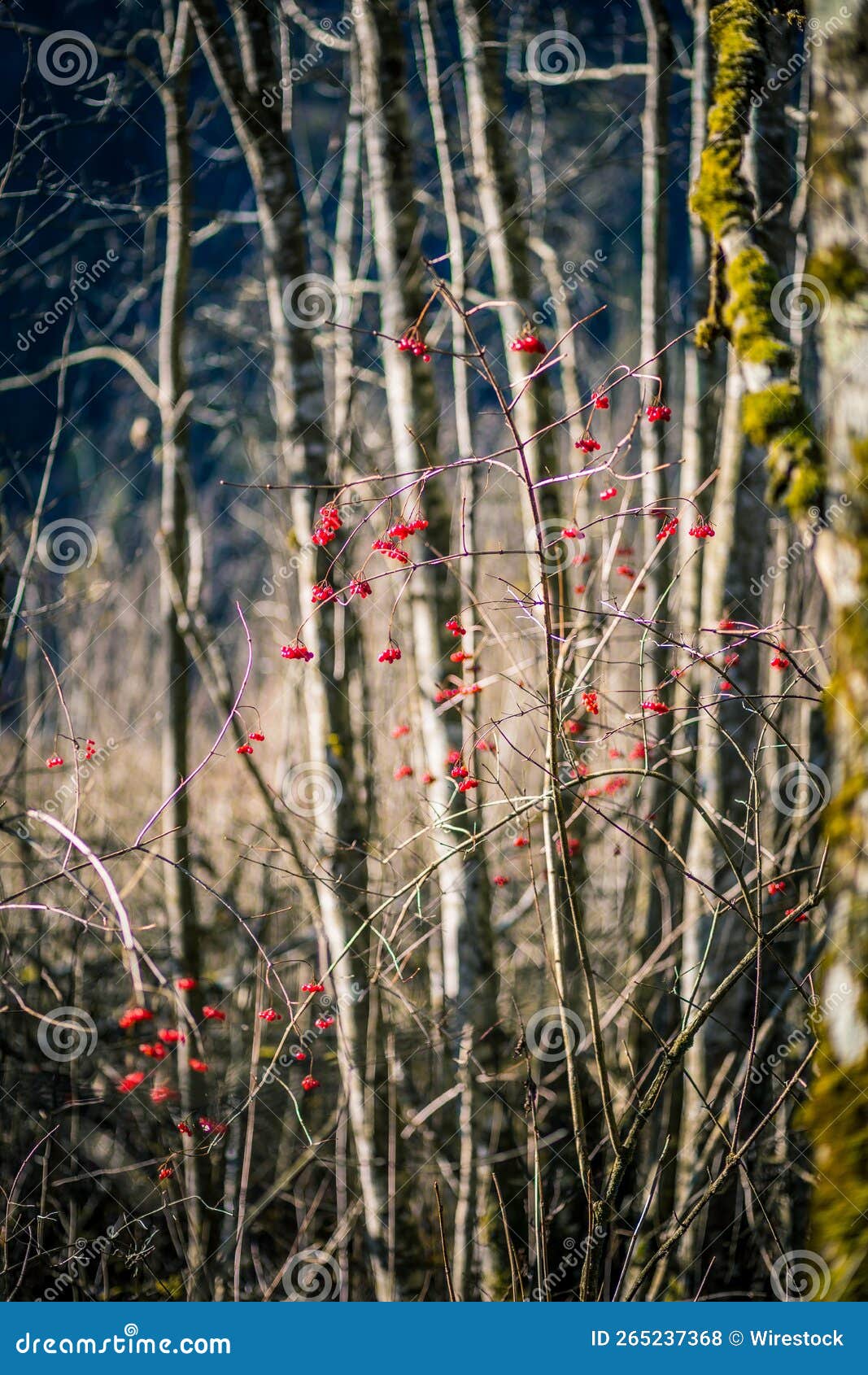 Vertical Shot of a Branch of a Cranberry in the Forest with Leafless ...