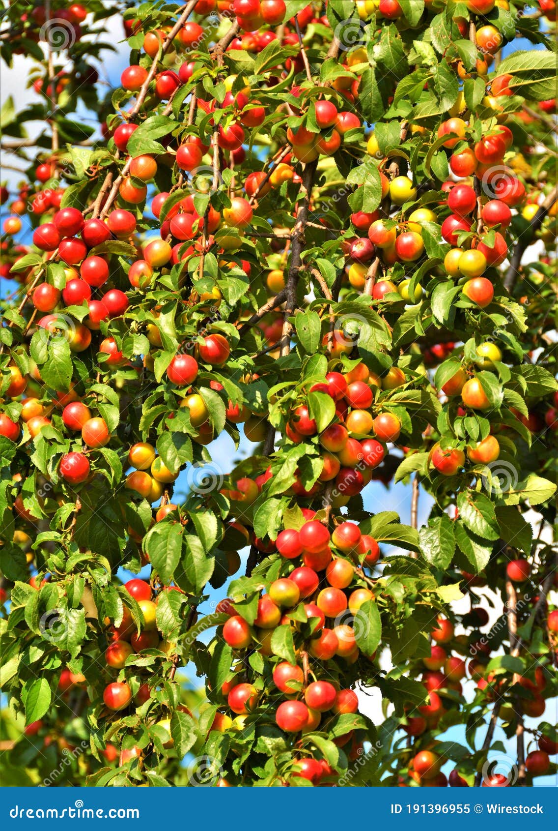 Vertical Shot Of A Branch With Wax Cherry Fruits Stock Image Image Of