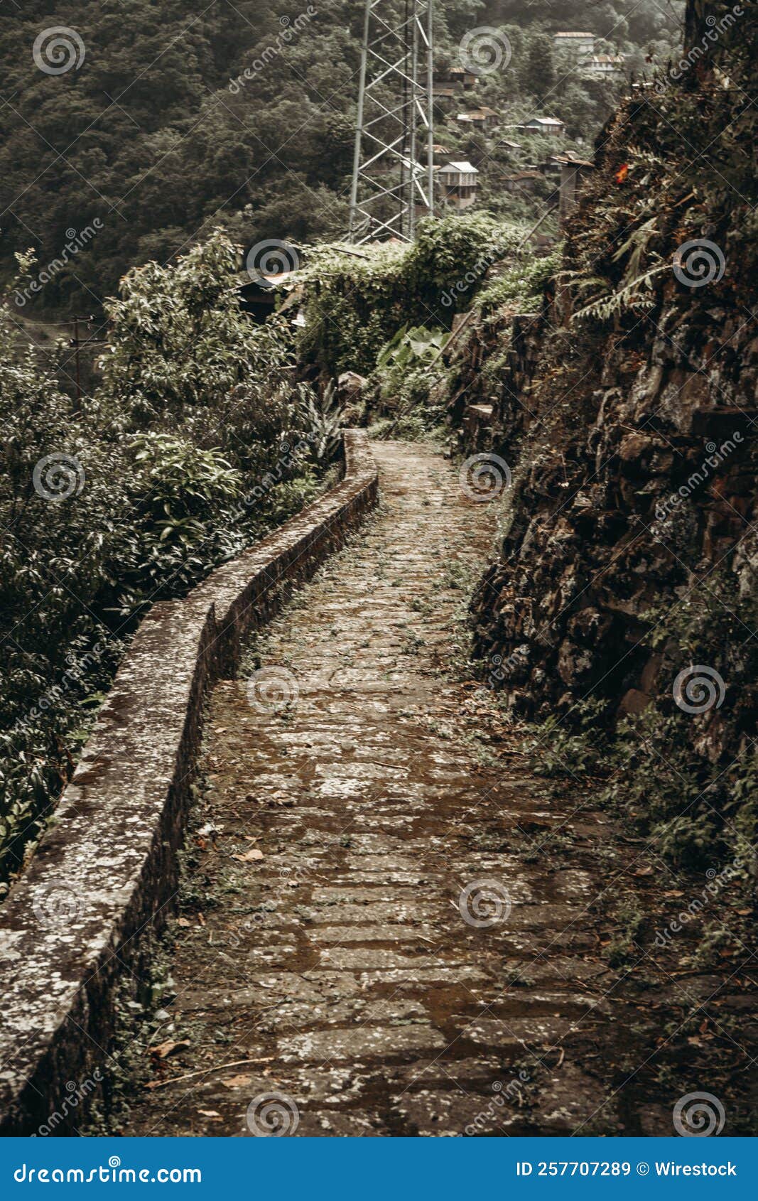 Vertical Shot of Brick Pathway in the Forest Stock Image - Image of ...