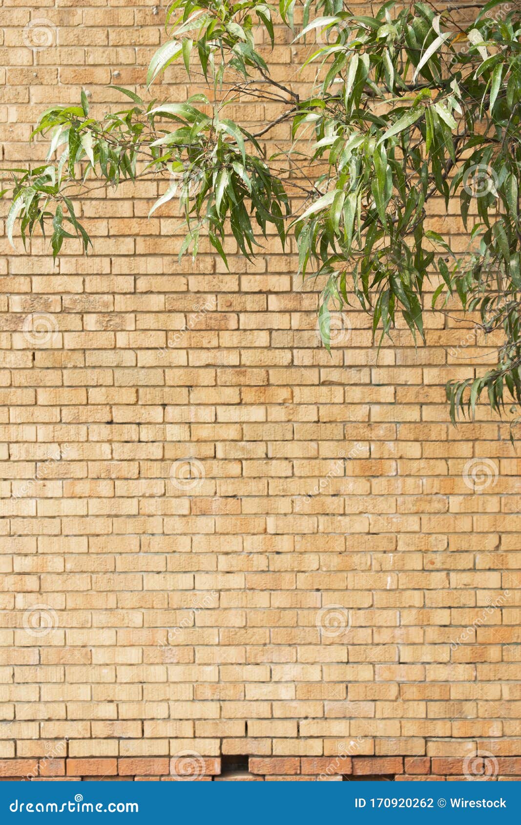 Vertical Shot of a Brick Wall with Some Leaves of a Tree Stock Photo ...
