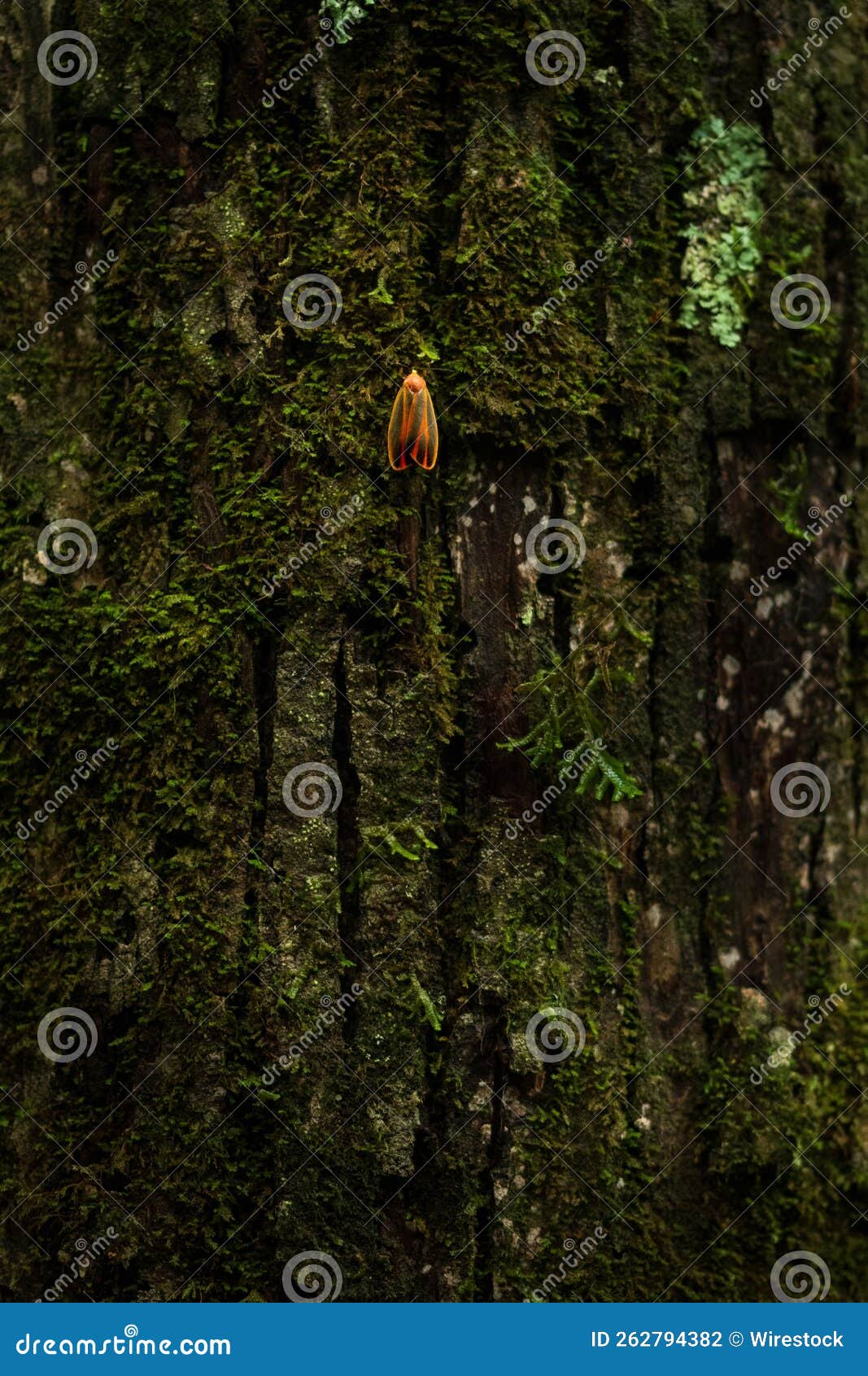 Vertical Shot of a Bright Orange Moth on a Tree Covered with Moss Stock ...