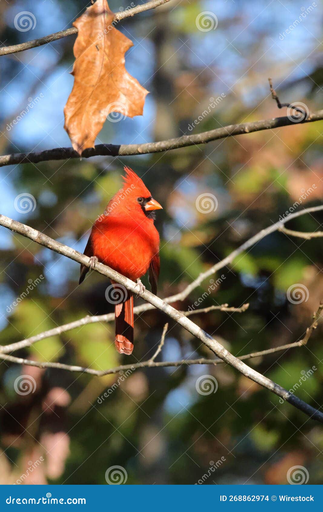 Vertical Shot of a Bright Red Cardinal Bird Perched on a Tree Branch ...