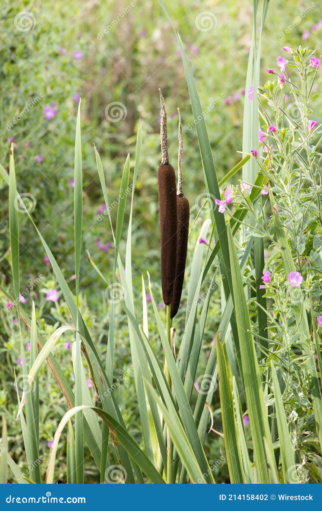 Broadleaf Cattail Typha Latifolia, Bulrush, Common Bulrush, Common ...