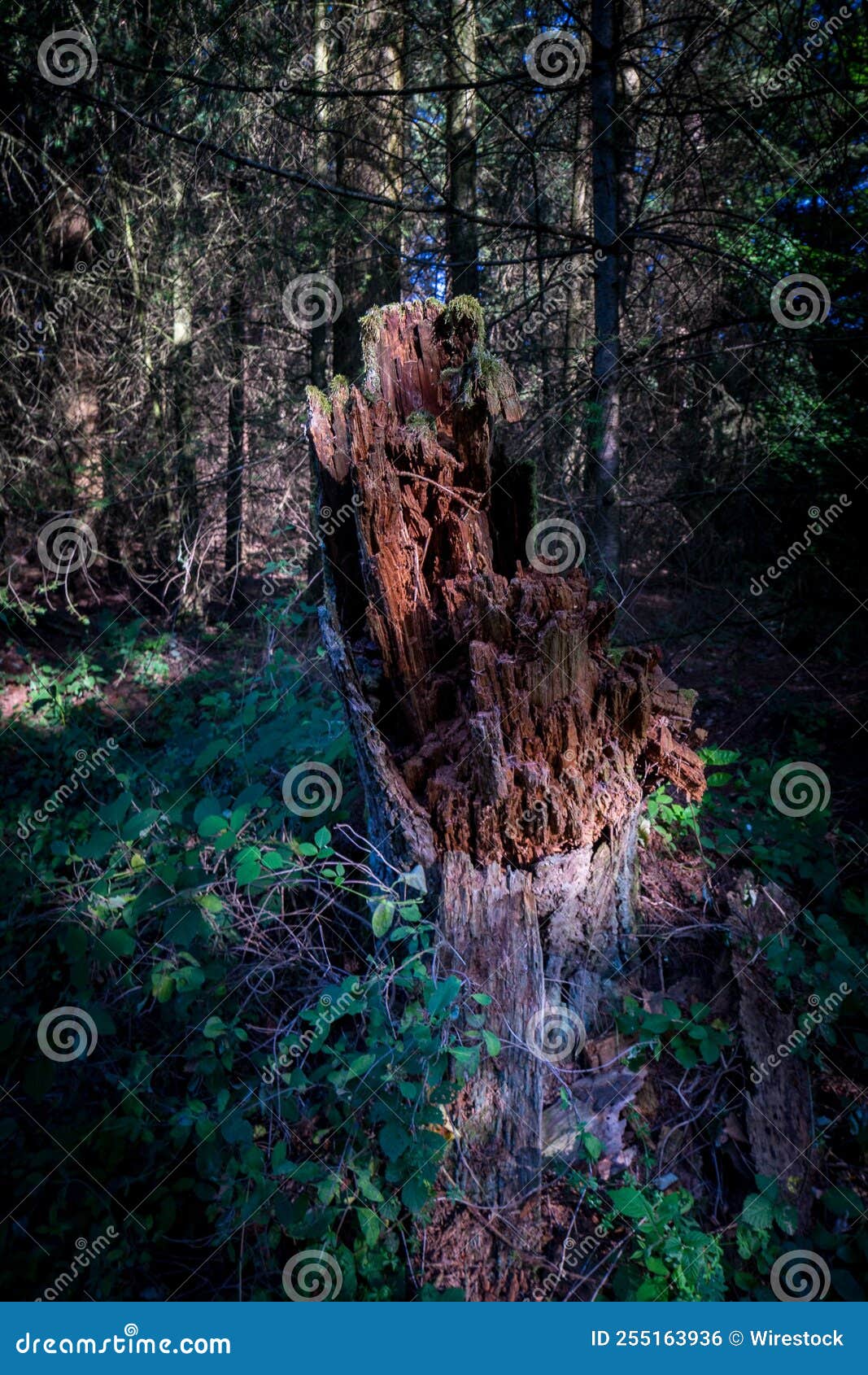 Vertical Shot of a Broken Tree in a Dense Green Forest with Sunlight ...