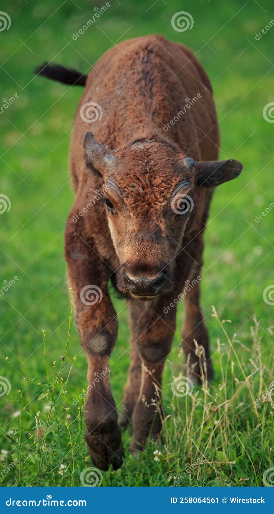 Vertical Shot of a Brown Calf on the Grass Stock Image - Image of ...