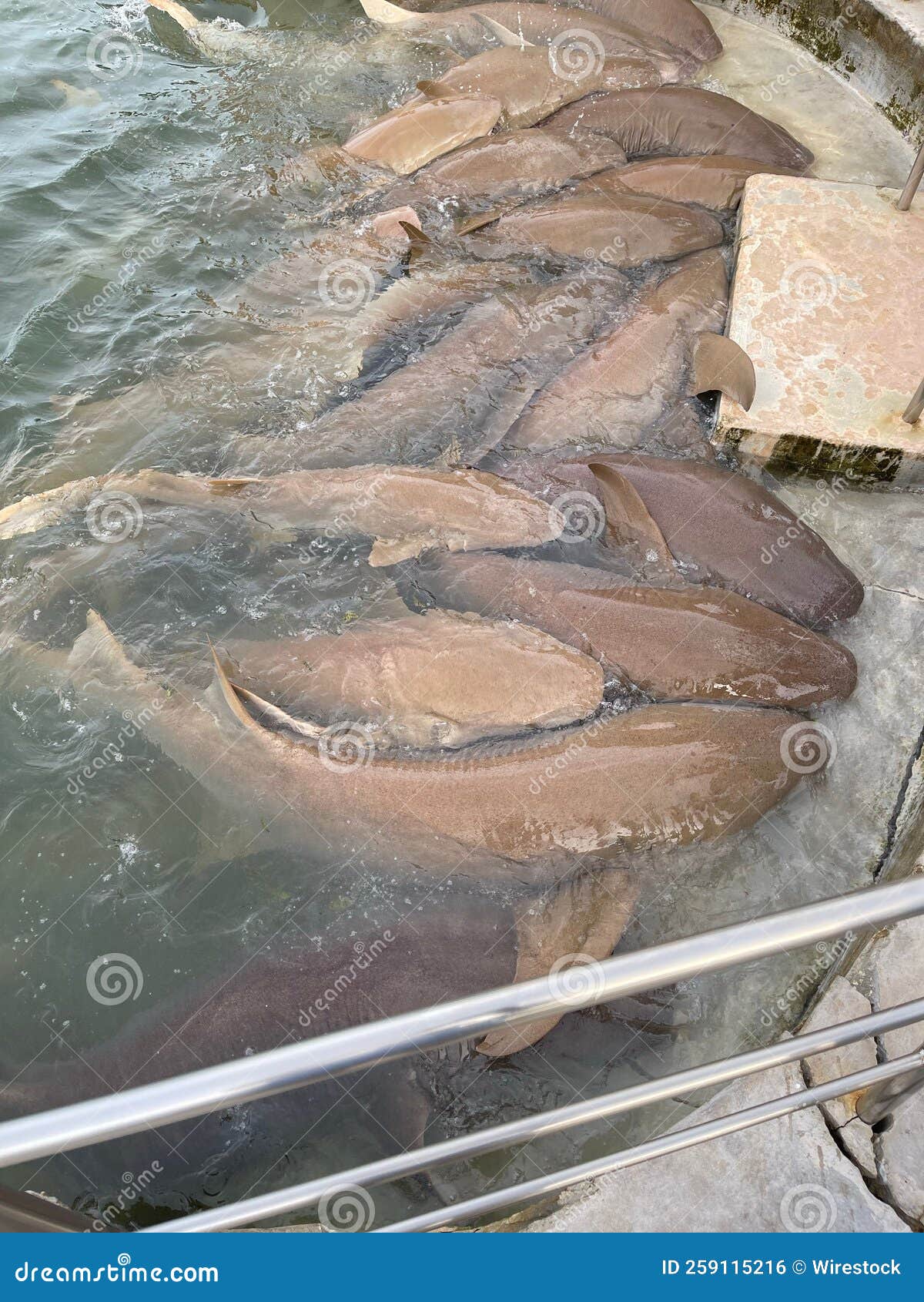 Vertical Shot of Brown-colored Sharks Gathered in a Jetty on the ...