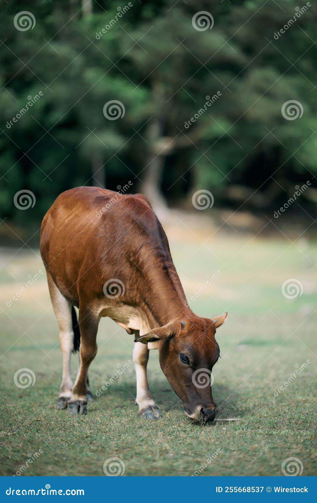 Vertical Shot of a Brown Cow, Bos Taurus, Pasturing in a Field Stock ...