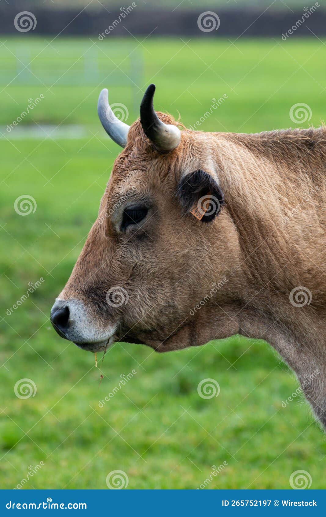 Vertical Shot of a Brown Cow in a Field. Stock Image - Image of farming ...
