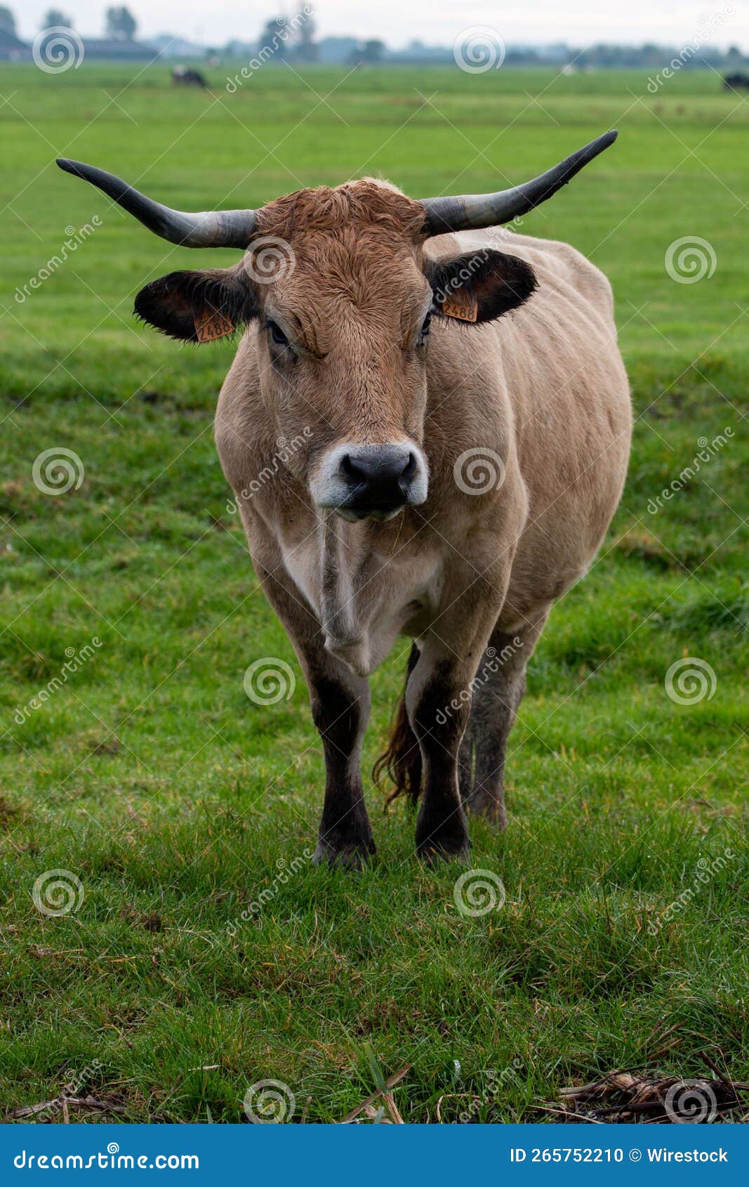 Vertical Shot of a Brown Cow in a Field. Stock Photo - Image of rural ...