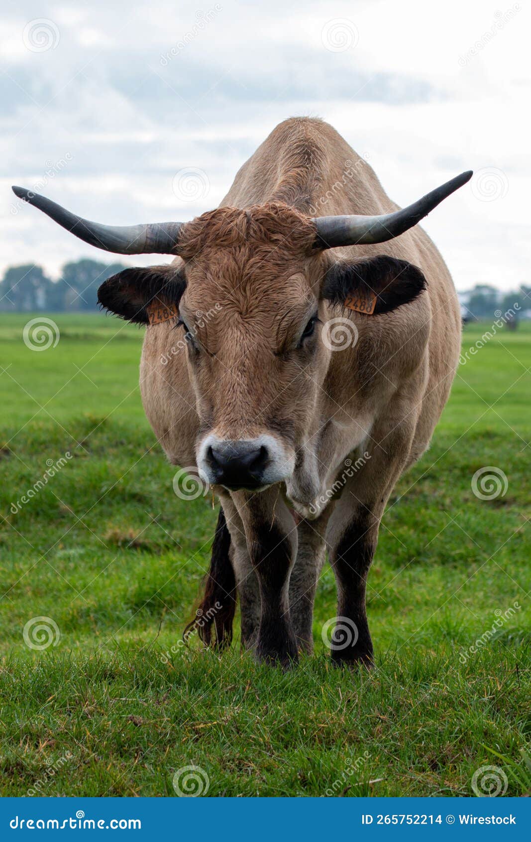 Vertical Shot of a Brown Cow in a Field. Stock Photo - Image of cattle ...