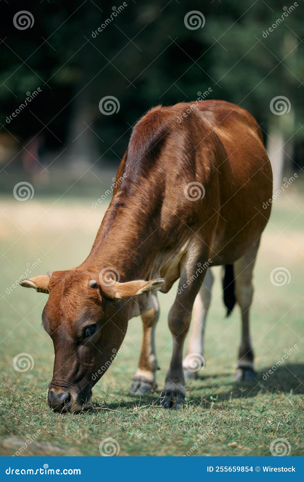 Vertical Shot of a Brown Cow Grazing in a Grass Field. Stock Photo ...