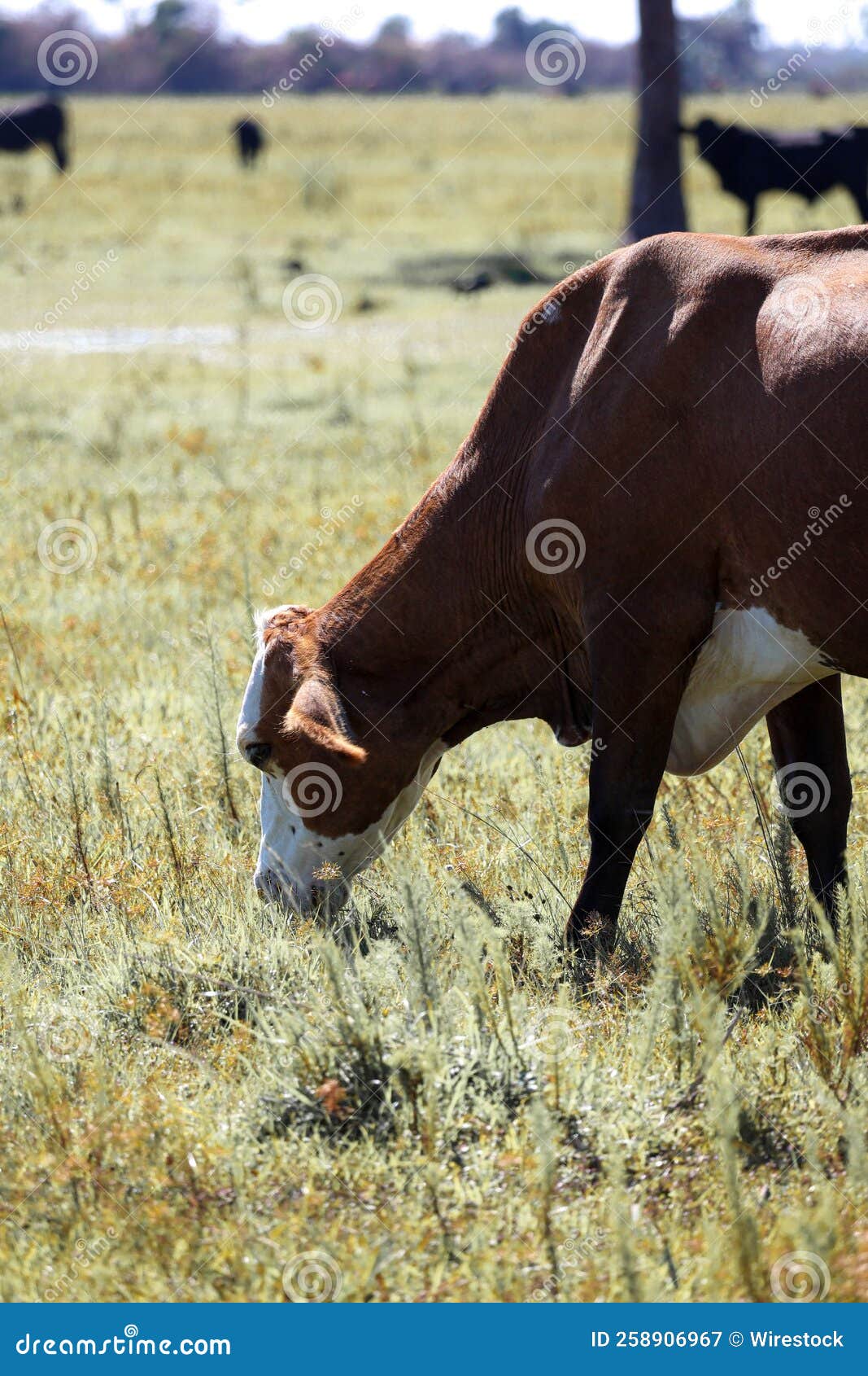 Vertical Shot of a Brown Cow on a Meadow Stock Image - Image of brown ...