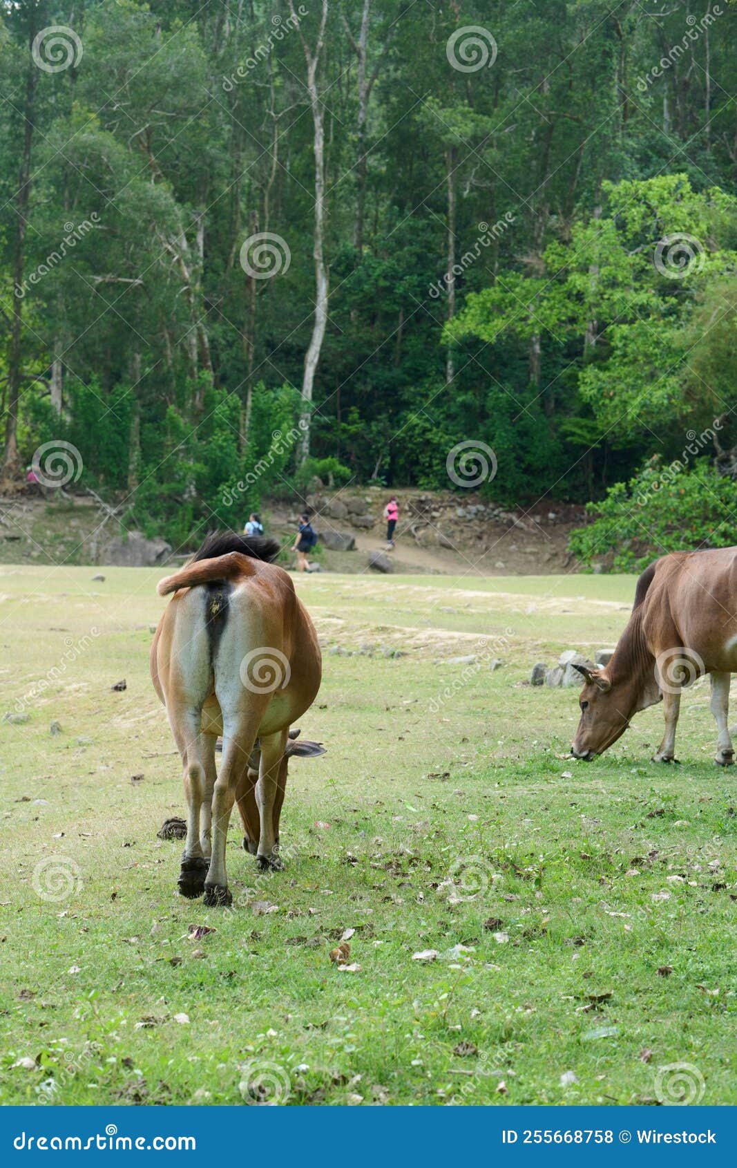 Vertical Shot of Brown Cows, Bos Taurus, Pasturing in a Field Stock ...