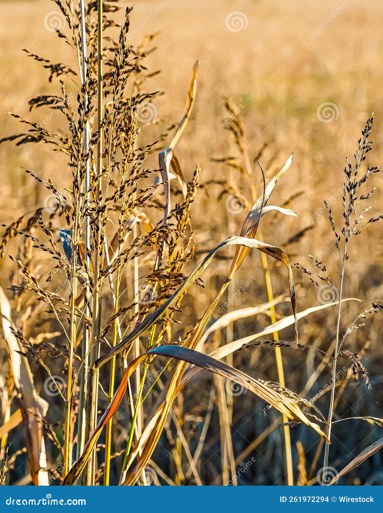 Vertical Shot of Brown Dry Plants in the Rice Field Stock Photo - Image ...