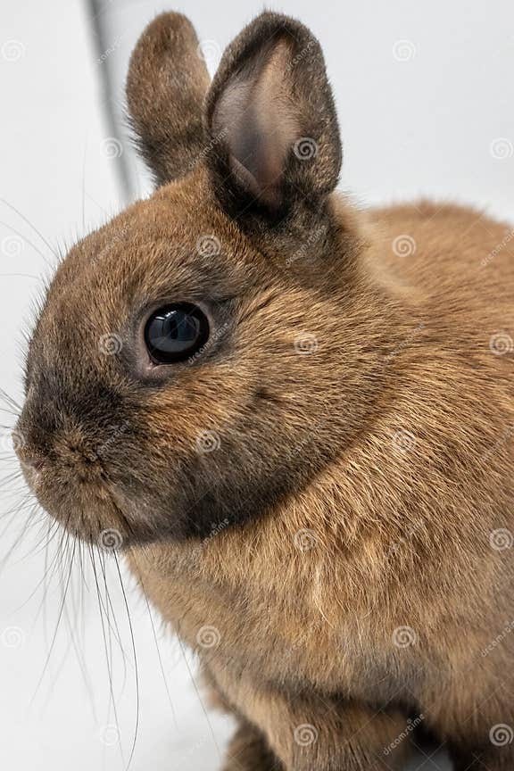 Vertical Shot of a Brown Dwarf Rabbit Stock Photo - Image of pets ...