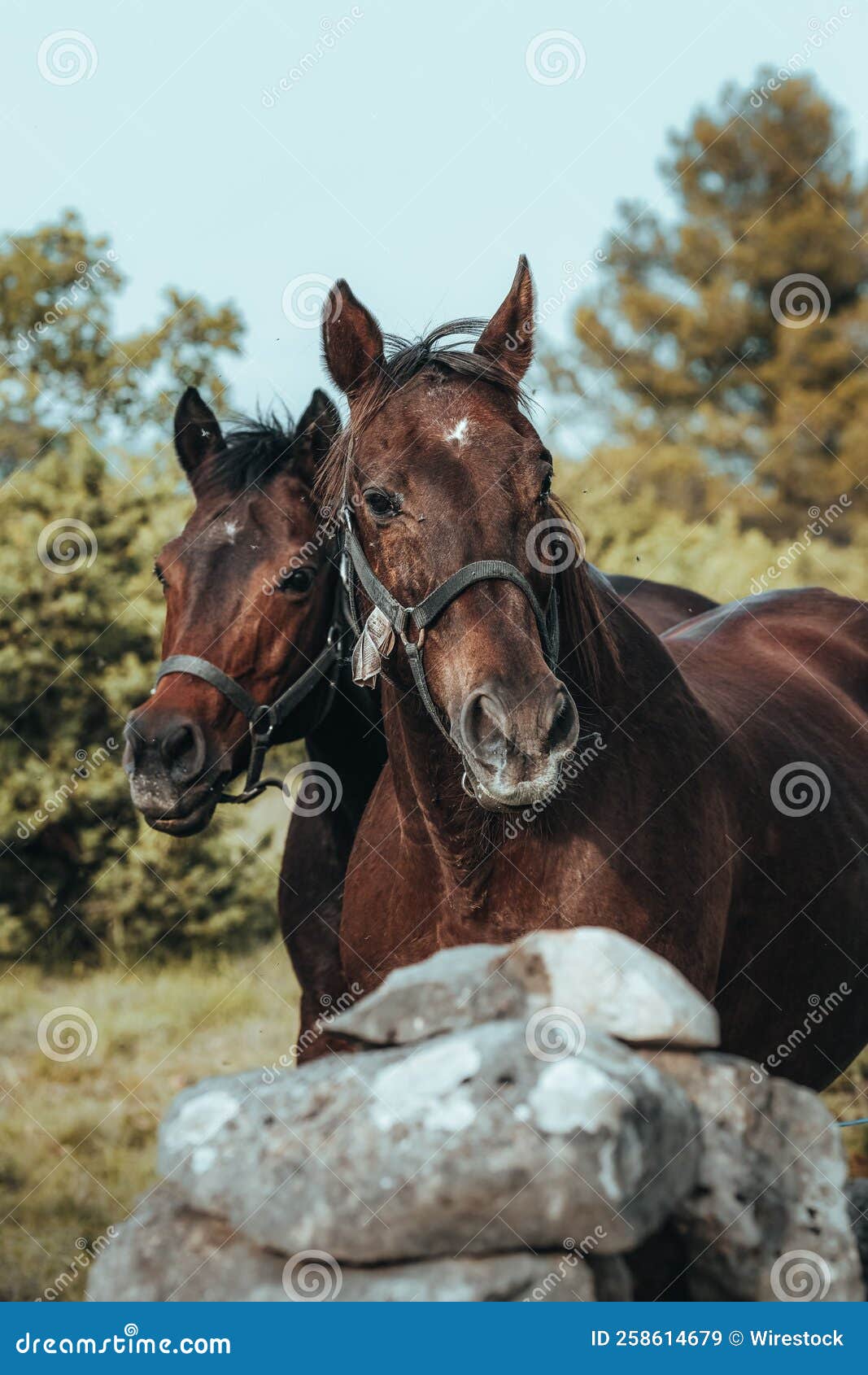 Vertical Shot of Brown Horses Standing on Greenery Field Behind Rocks ...