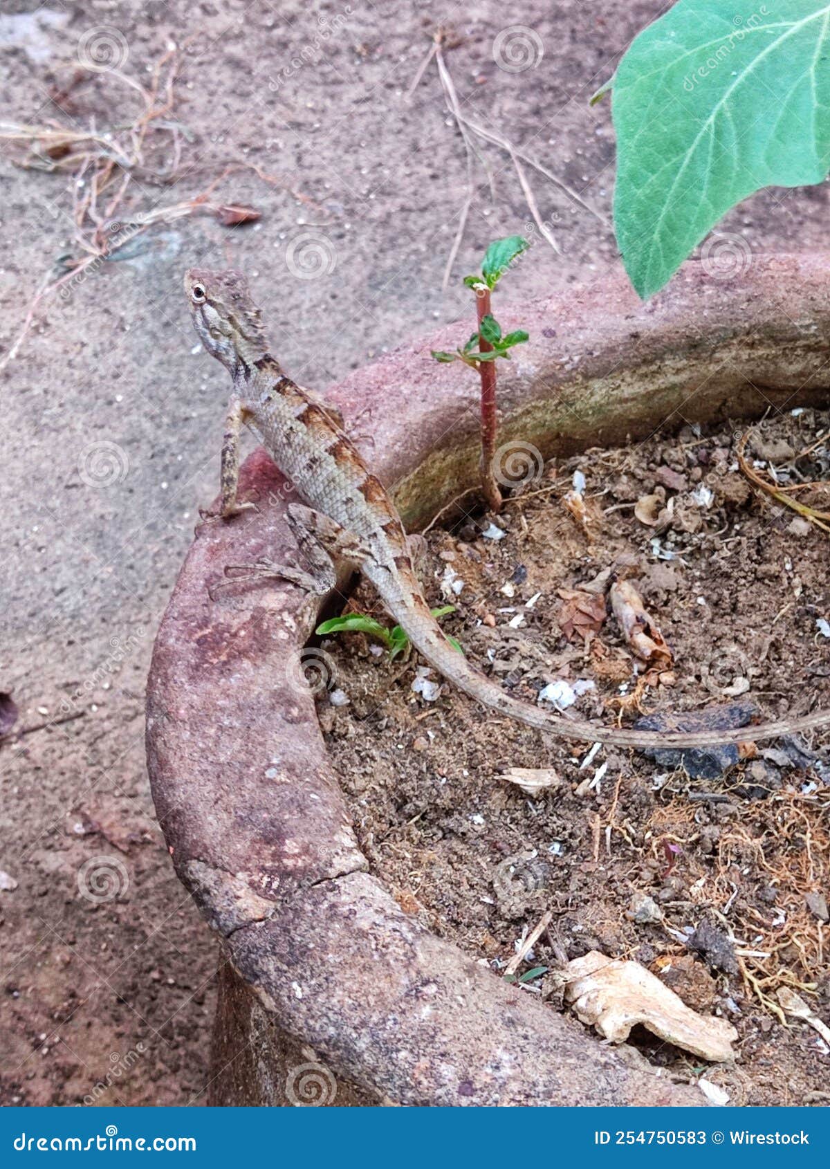 Vertical Shot of a Brown Lizard on an Old Pot Stock Image - Image of ...