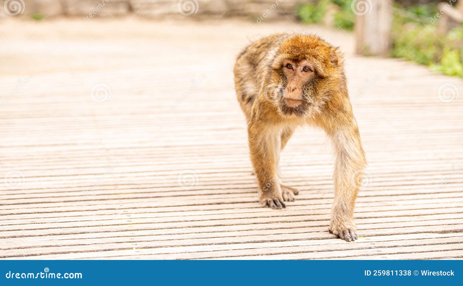 Vertical Shot of a Brown Monkey Walking on the Road Stock Photo - Image ...