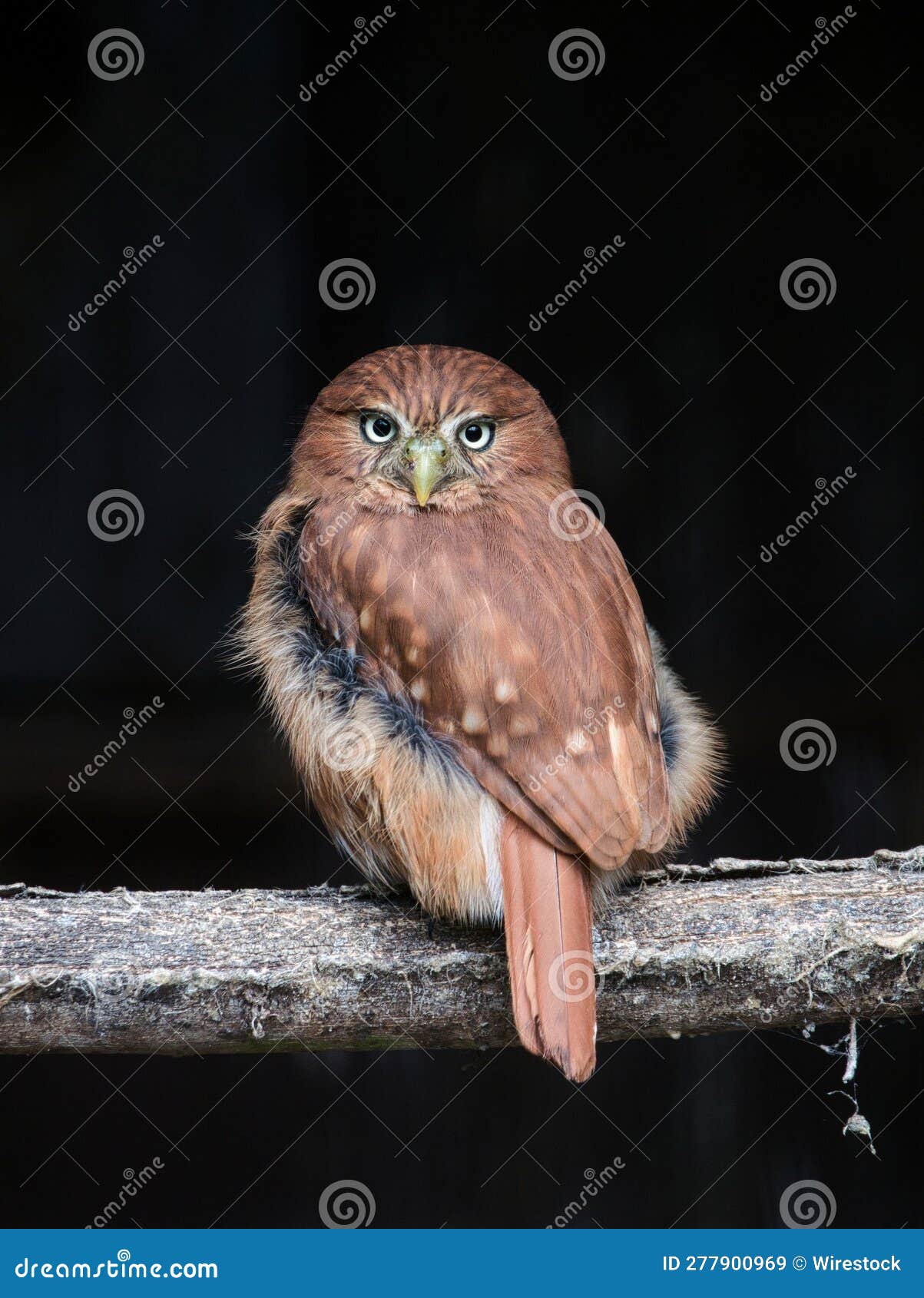 Vertical Shot of a Brown Owl Sits Atop a Tree Branch Stock Image ...