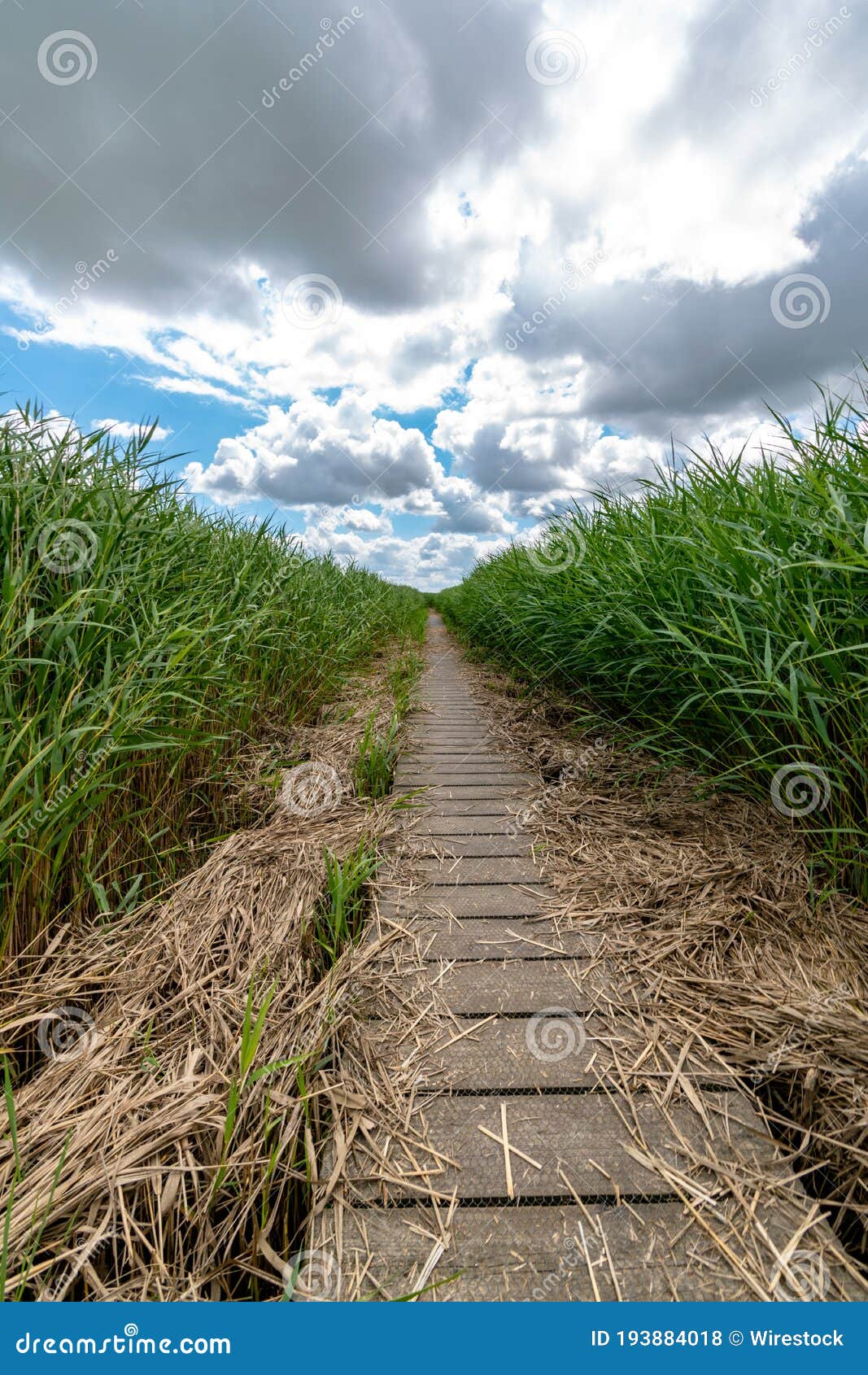 Vertical Shot of a Brown Path Leading through a Green Tall Grass Field ...