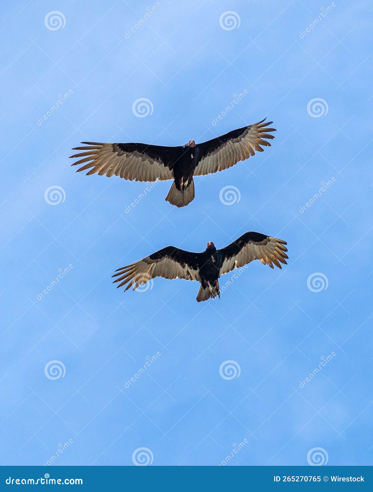 Vertical Shot of Brown Pelicans Flying in the Air Stock Image - Image ...