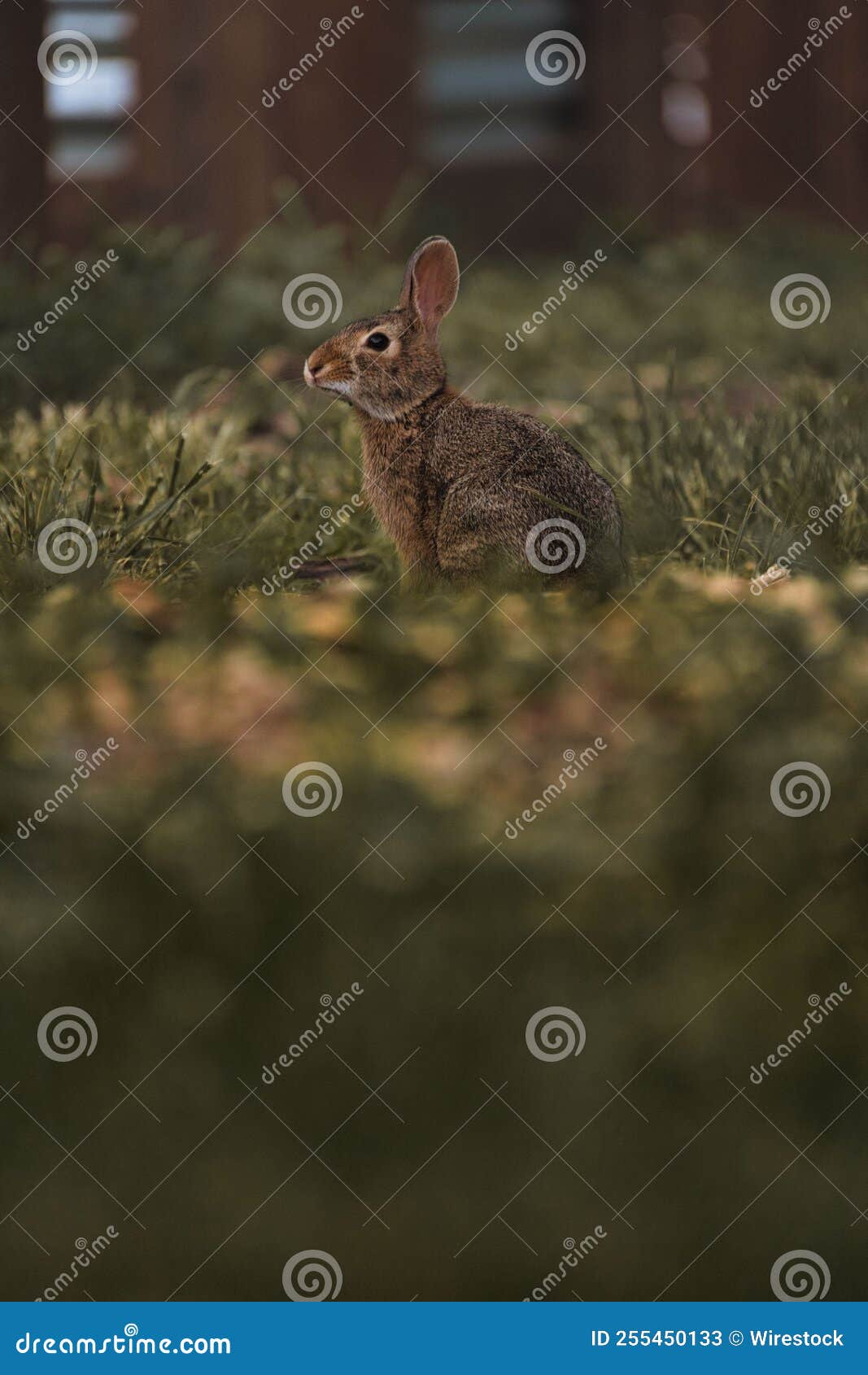 Vertical Shot of a Brown Rabbit on a Green Field Stock Image - Image of ...