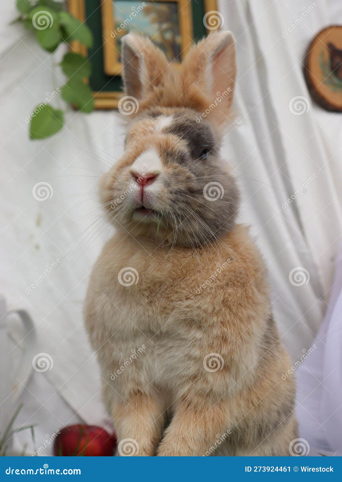 Vertical Shot of a Brown Rabbit Looking Directly at the Camera, with a ...