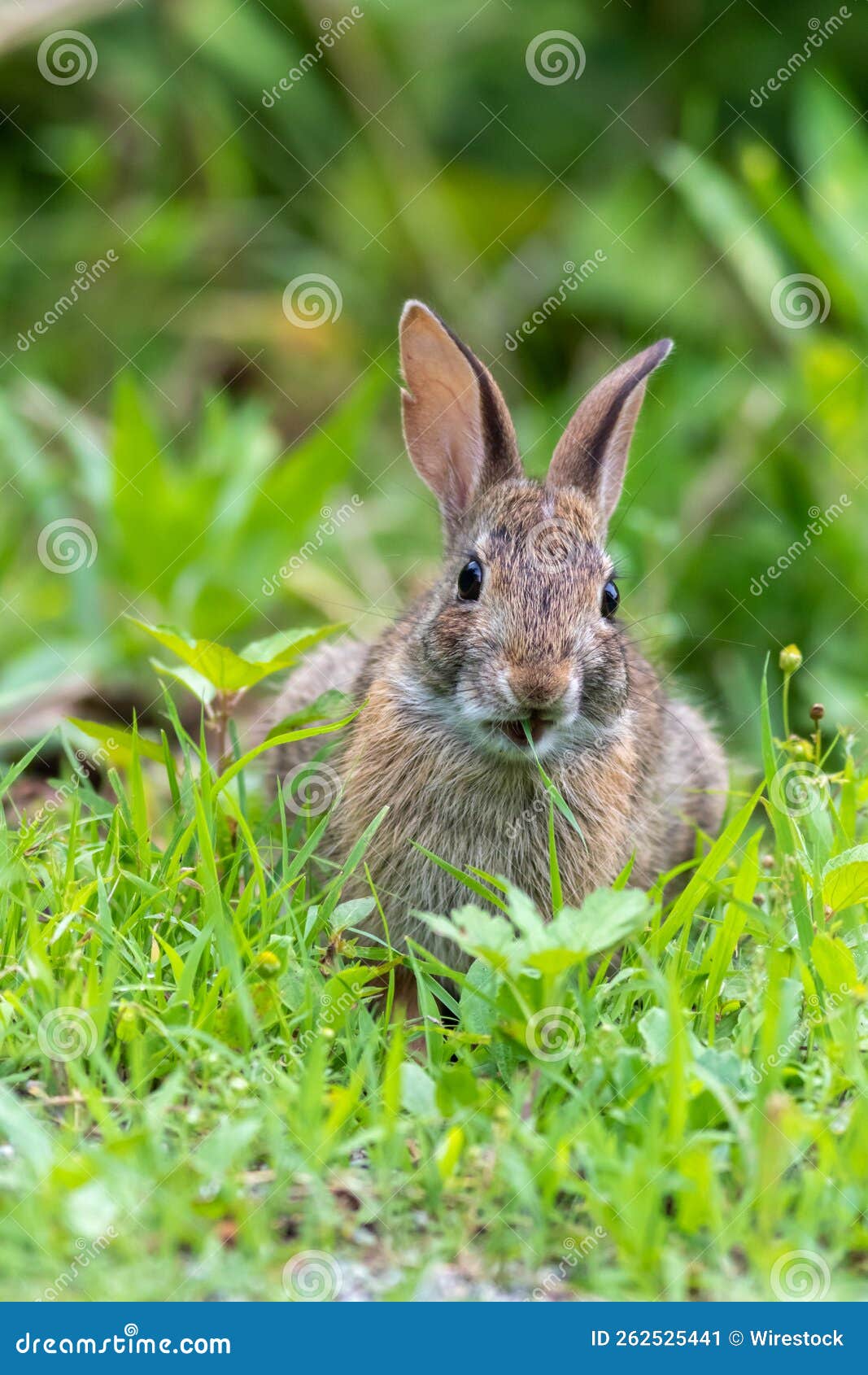 Vertical Shot of a Brown Rabbit Sitting in Green Grass Under Sunlight ...