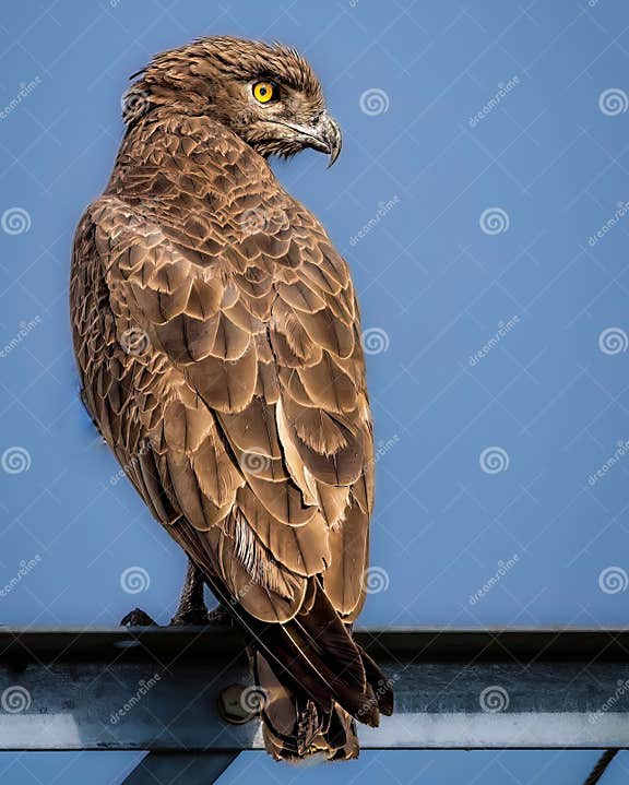Vertical Shot of a Brown Snake Eagle Perched on a Metal Railing Stock ...