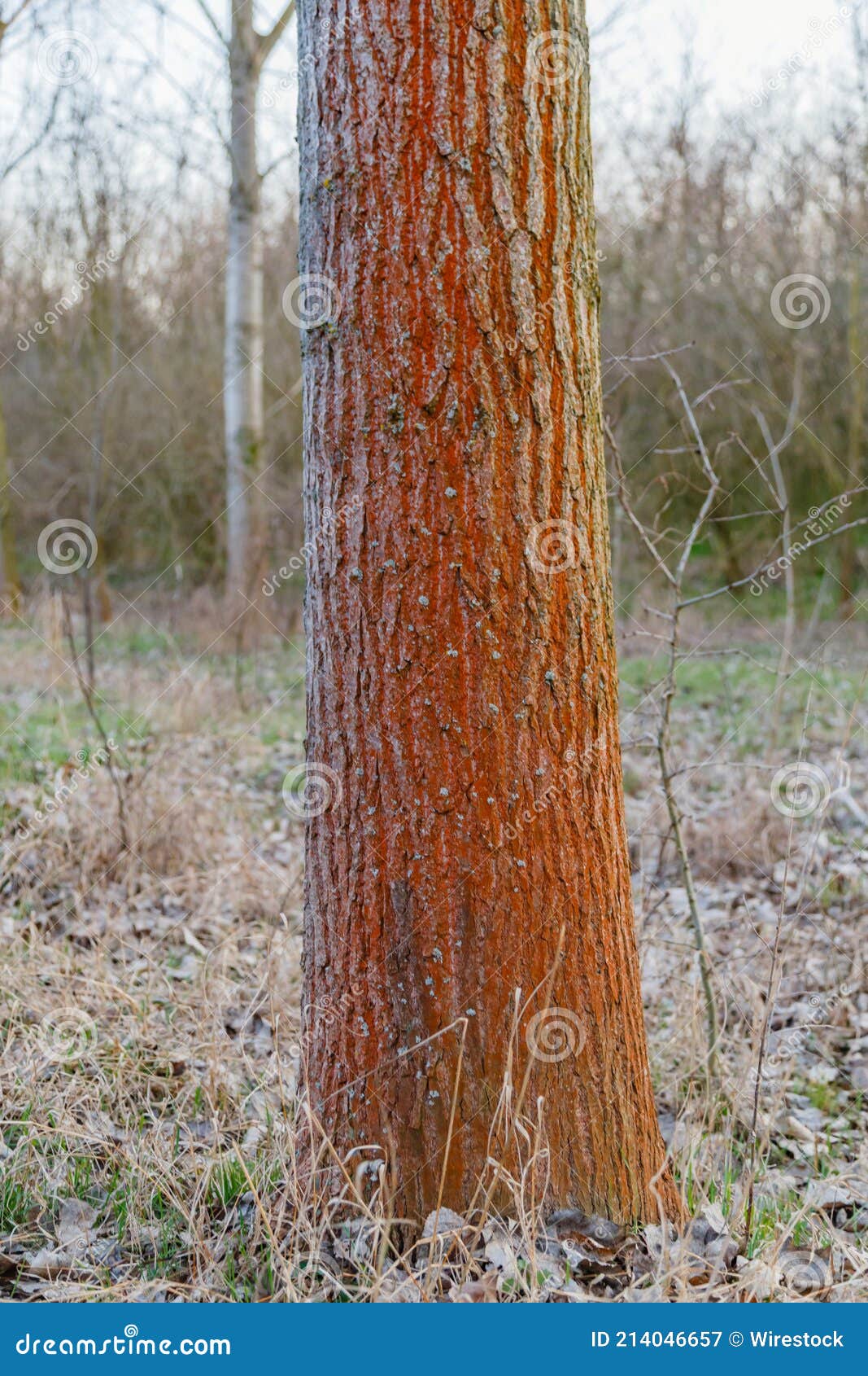 Vertical Shot of the Brown Trunk of a Tree Stock Image - Image of ...
