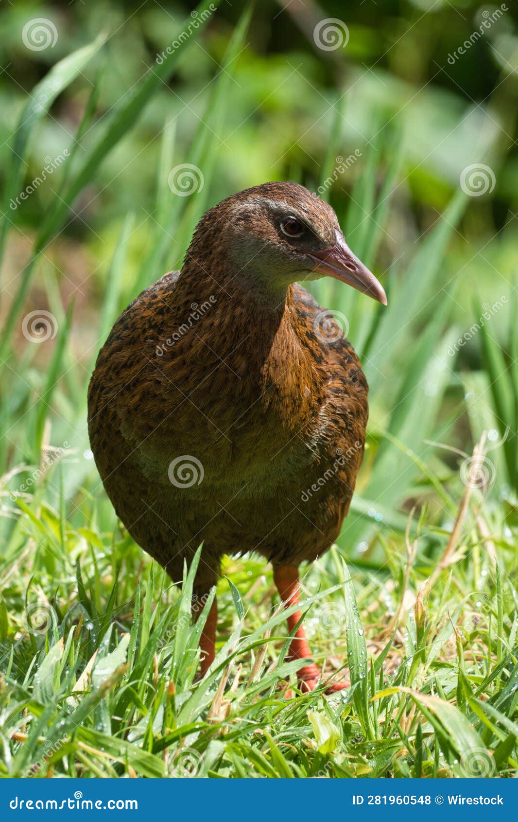 Vertical Shot of a Brown Weka Bird Perched on a Grassy Field Stock ...