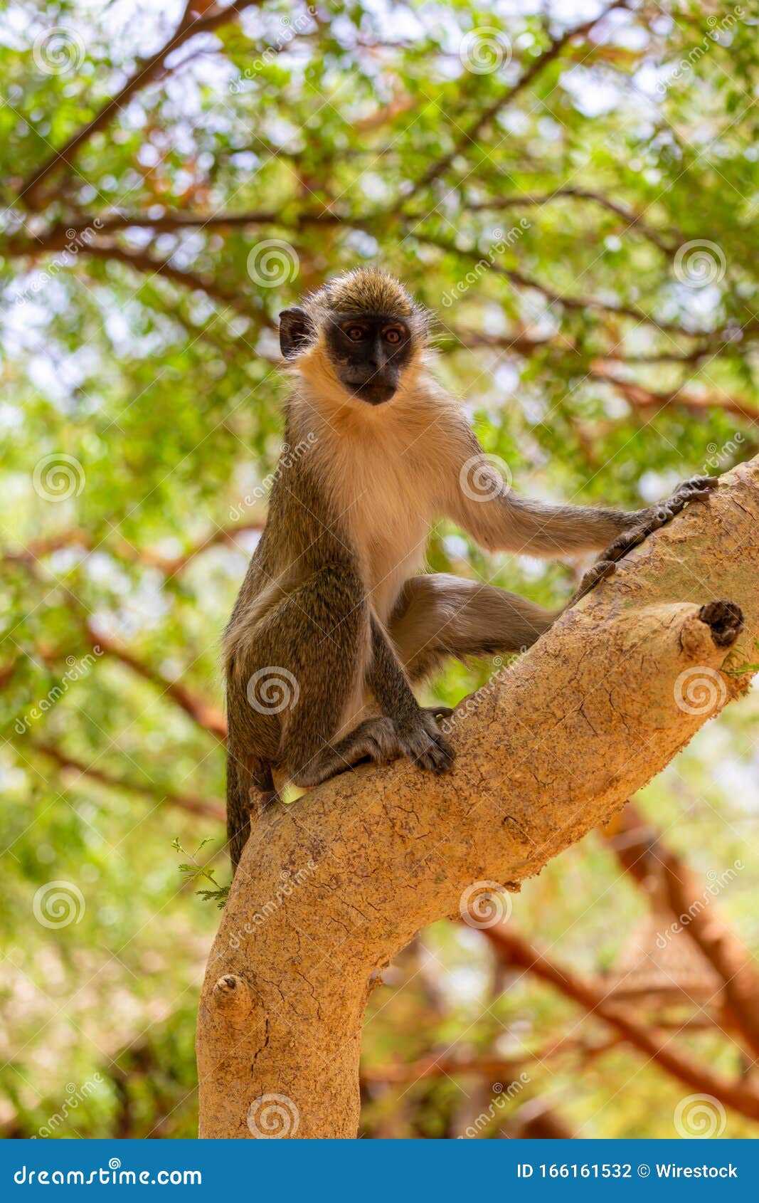 Vertical Shot of a Brown and White Langur Standing on a Tree Branch in ...