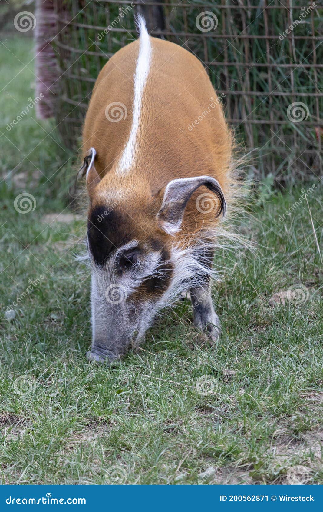 Vertical Shot of Brush Eared Pig Eating Grass on the Ground Stock Image ...